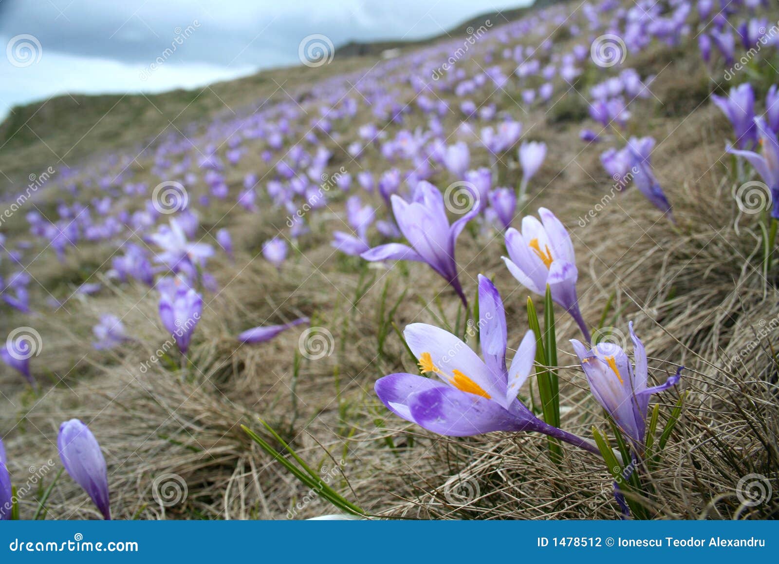Crocus field 4 stock photo. Image of field, calix, blue - 1478512
