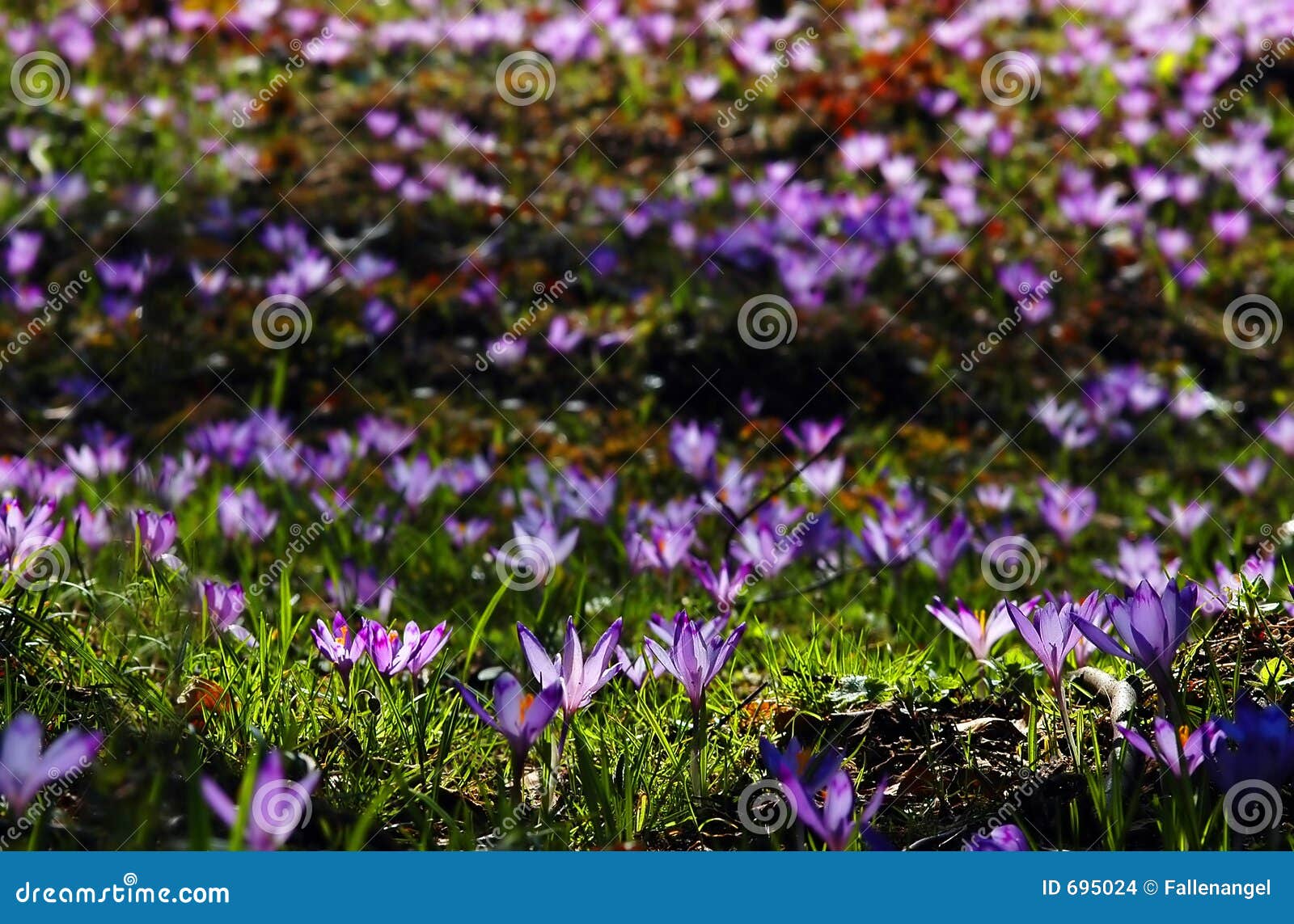 Crocus field stock photo. Image of yellow, purple, petals - 695024