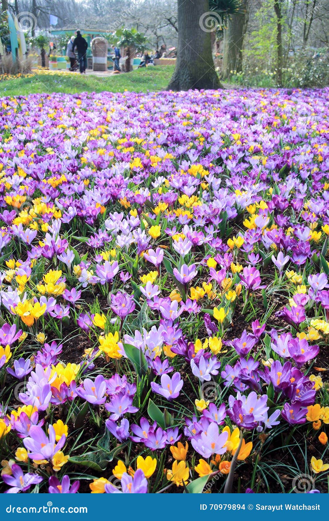 Crocus field stock photo. Image of nature, blossom, natural - 70979894