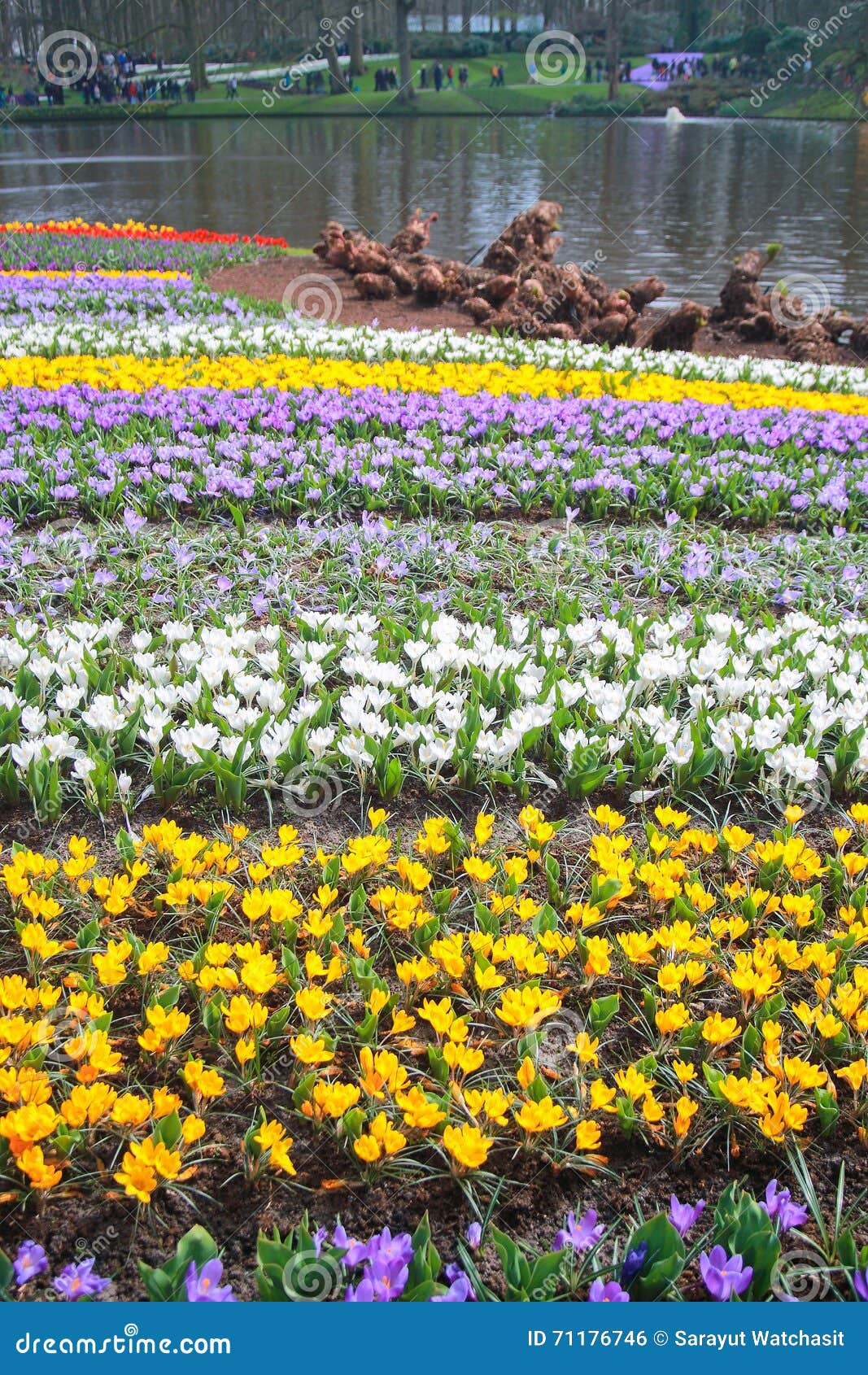 Crocus field stock photo. Image of flower, season, nature - 71176746
