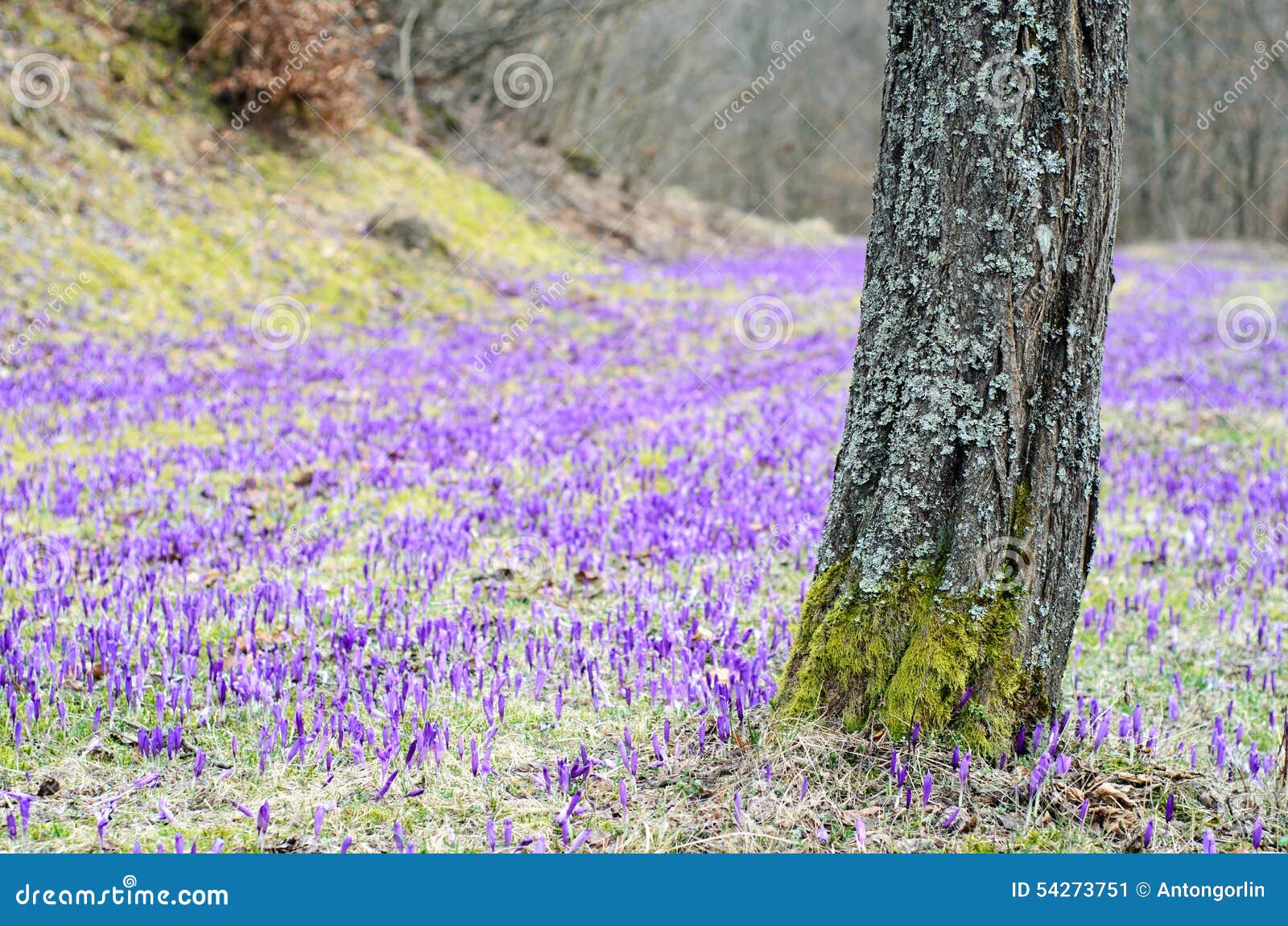 3,320 Crocus Tree Garden Stock Photos - Free & Royalty-Free Stock ...