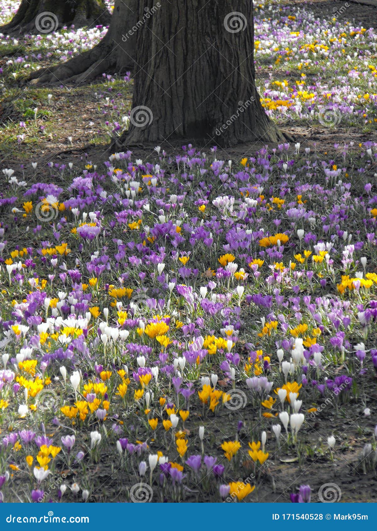Crocus stock photo. Image of bloom, trunk, crocus, tree - 171540528