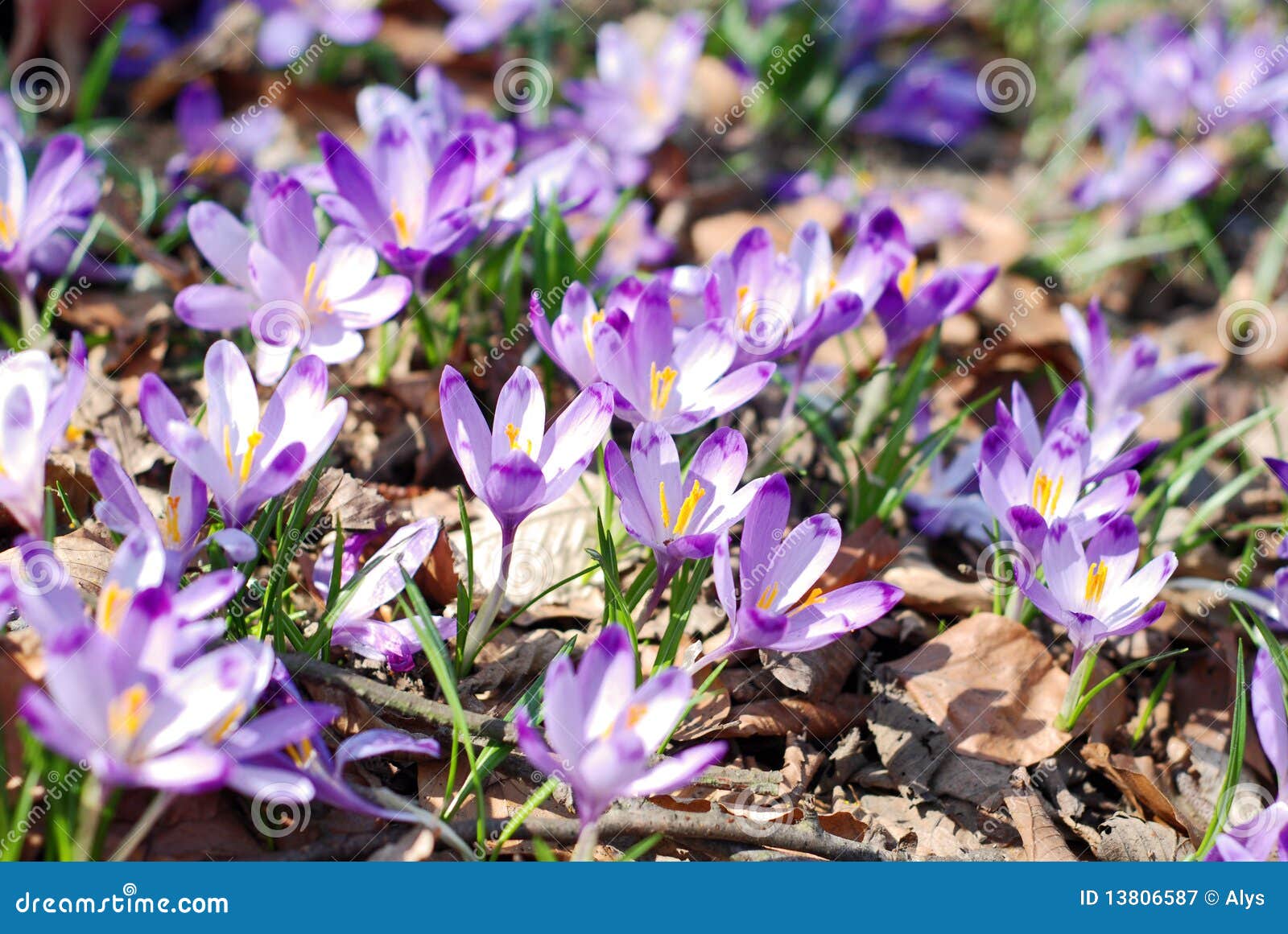 Crocus fields stock image. Image of details, crocus, beauty - 13806587
