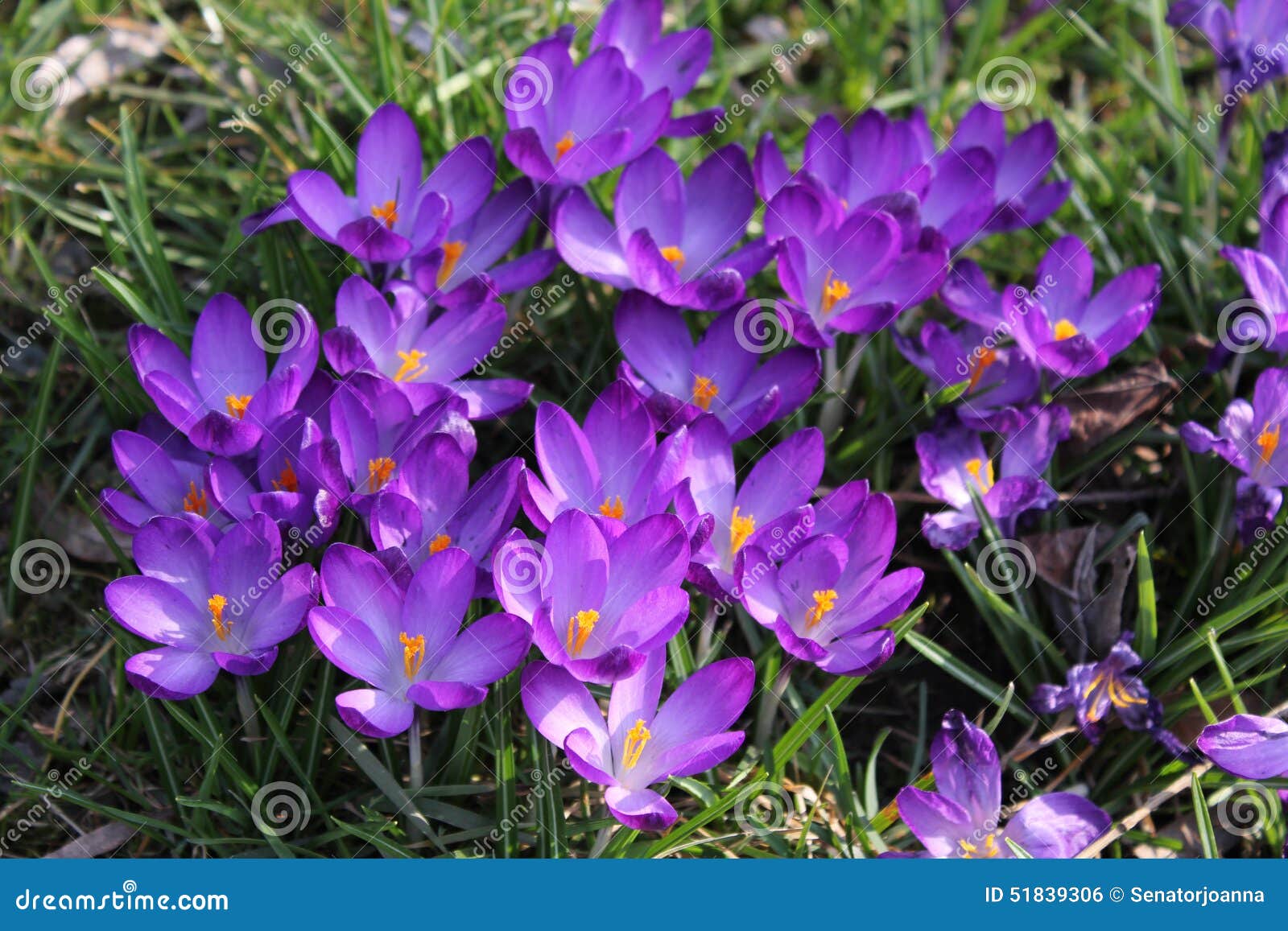 Crocus - First Sign of Spring Stock Photo - Image of sunny, garden ...