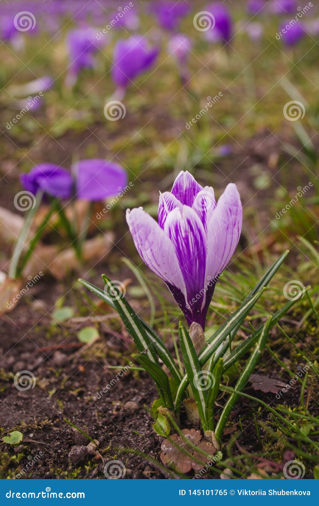 Crocus First Spring Flowers in the Park Stock Image - Image of ...
