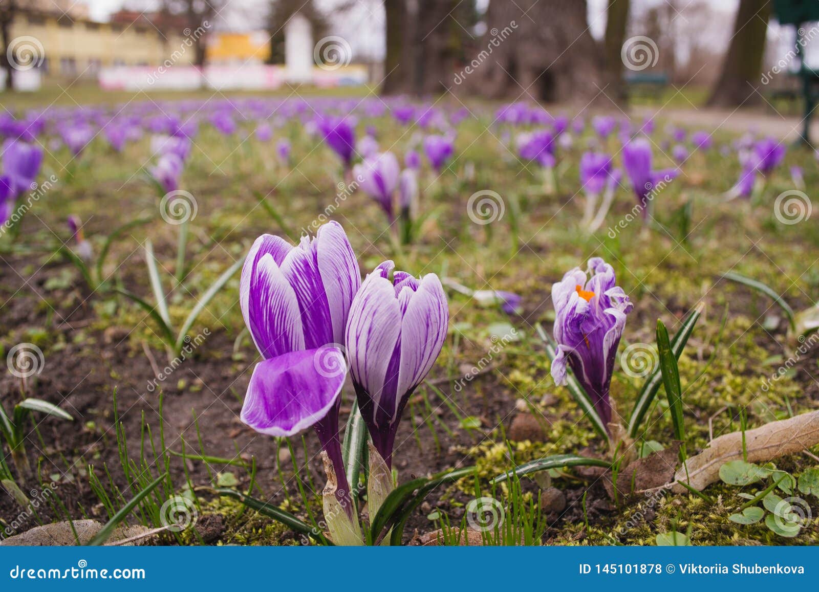 Crocus First Spring Flowers in the Park Stock Photo - Image of crocus ...