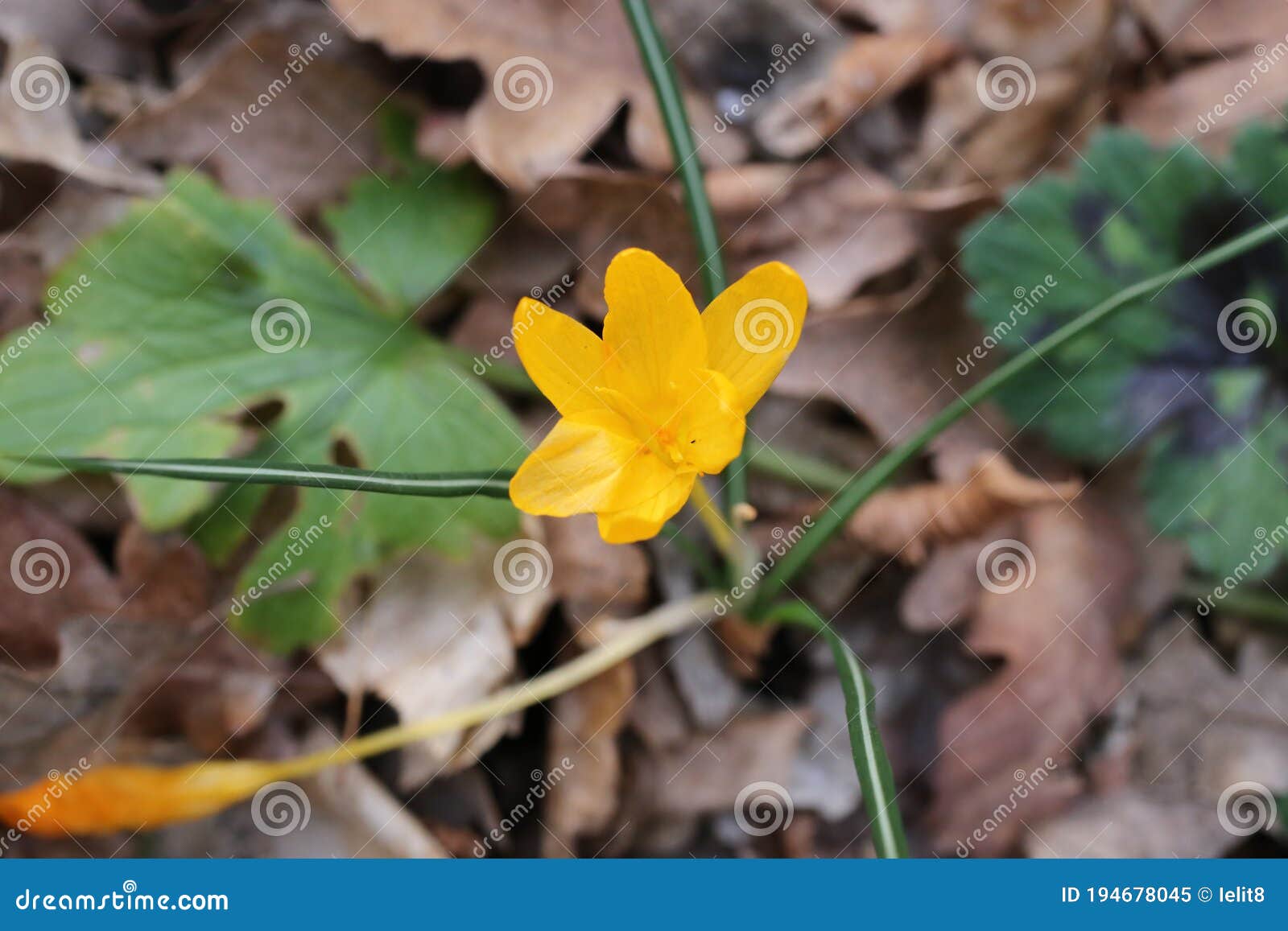 Crocus Flavus. Wild Plant Shot in the Spring. Stock Image - Image of ...