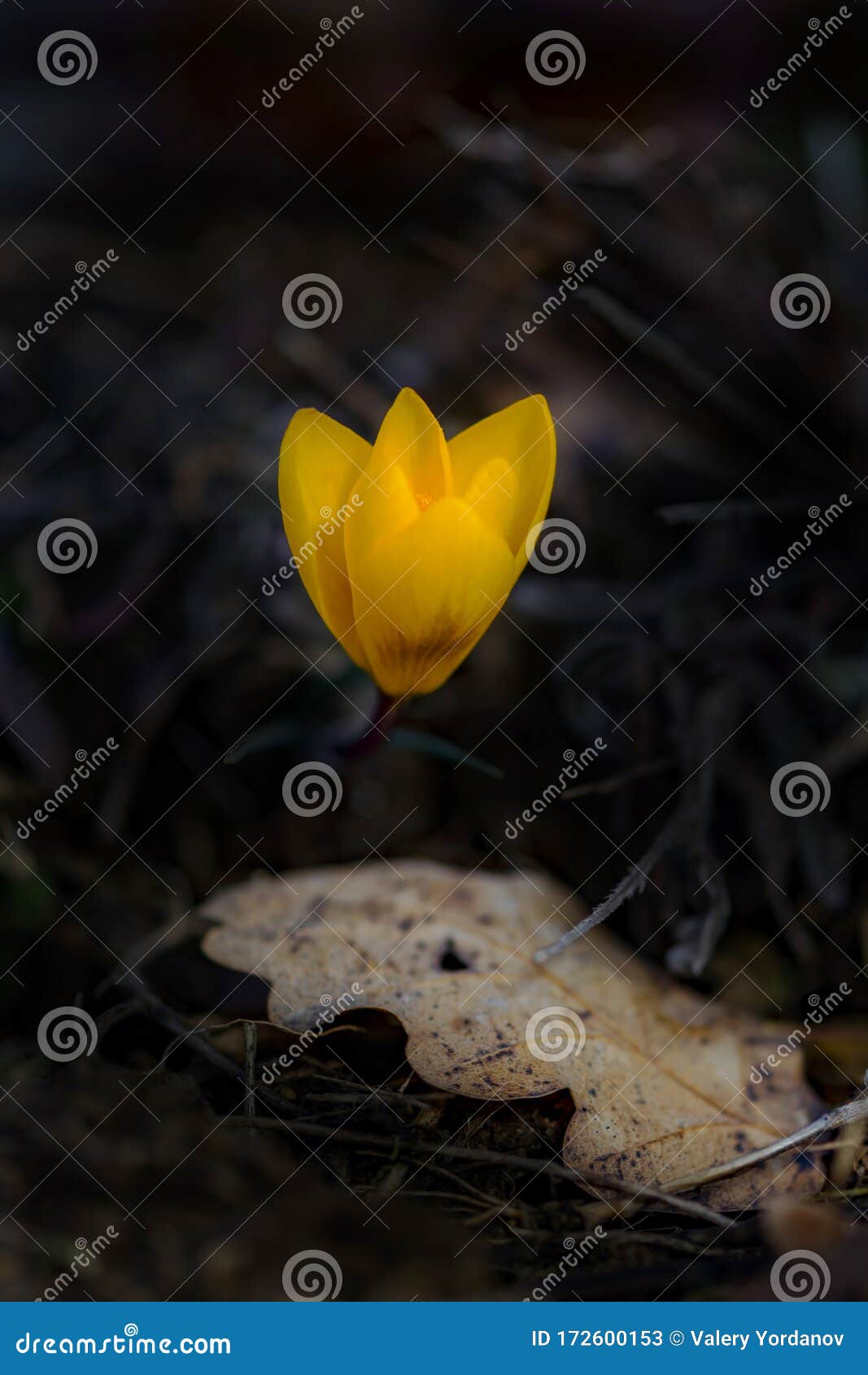 Crocus Flavus Yellow Flower Leaf Stock Image - Image of beautiful, bulb ...