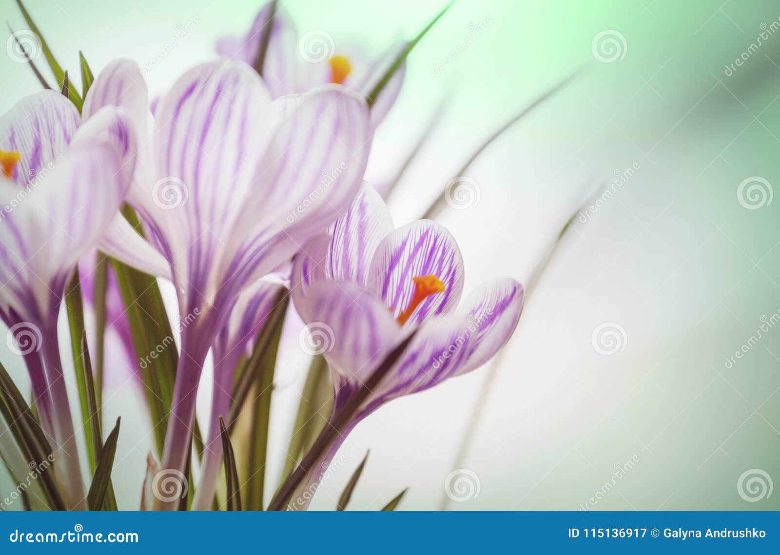 Crocus stock image. Image of closeup, natural, beautiful - 115136917