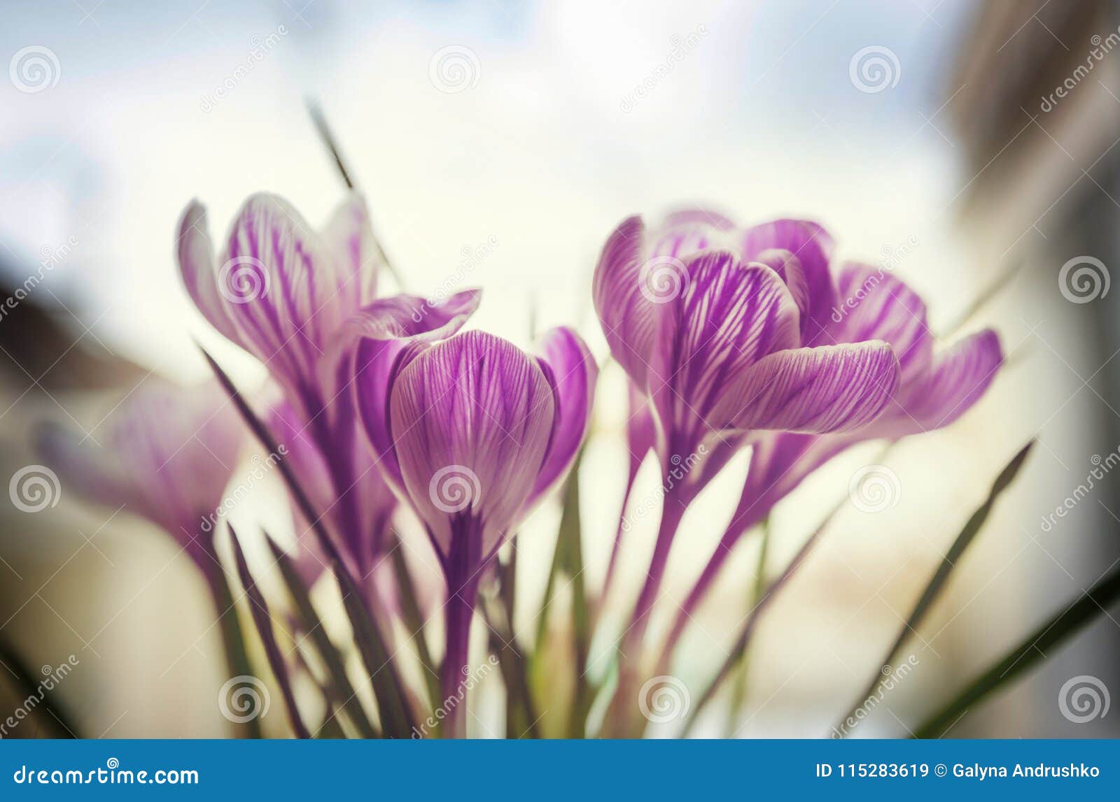 Crocus stock image. Image of spring, flower, flora, macro - 115283619