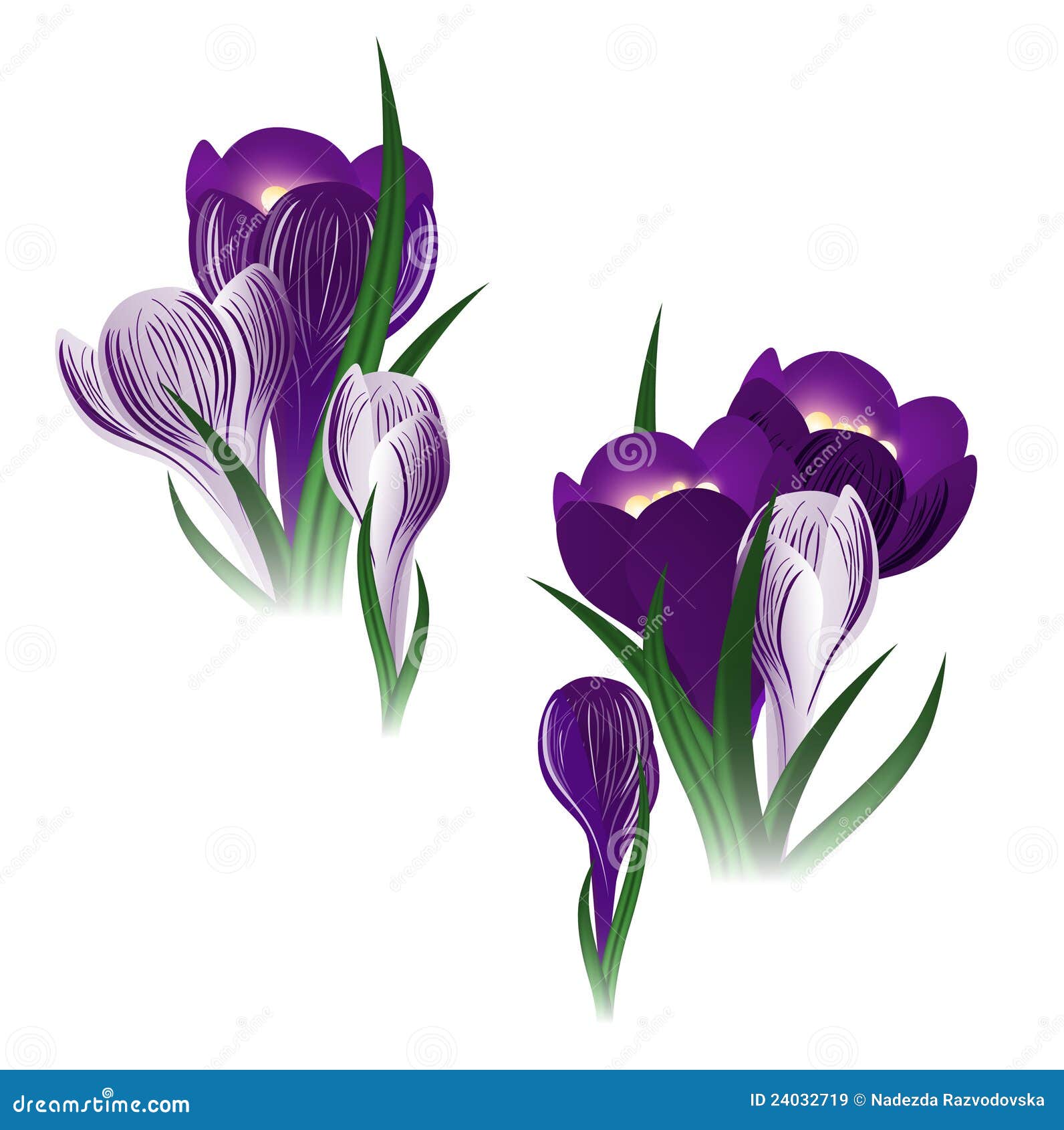 Crocus Flower With Bulb Clipart Set, Watercolor Growing Stages Of Plant ...