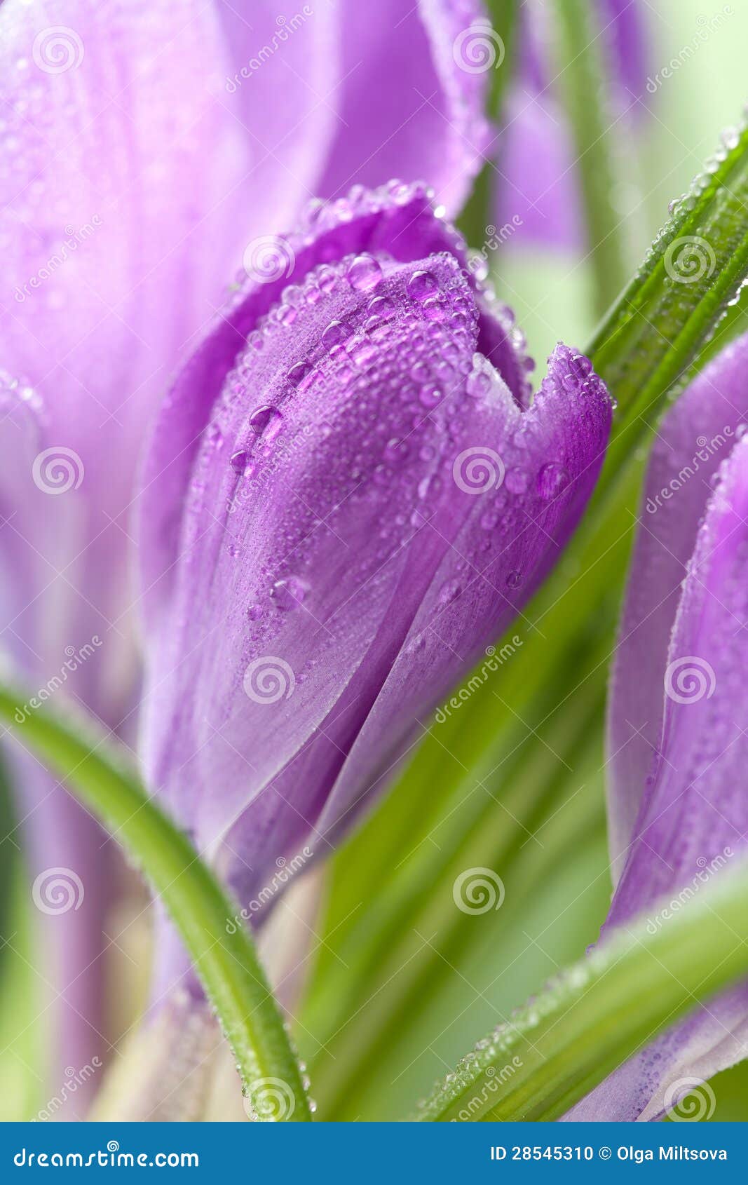 Crocus flower stock photo. Image of petal, blossom, environment - 28545310