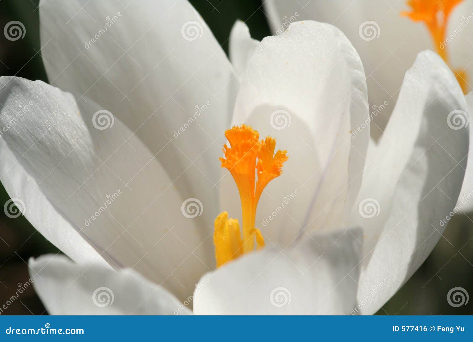 Crocus flower stock photo. Image of spring, serene, macro - 577416