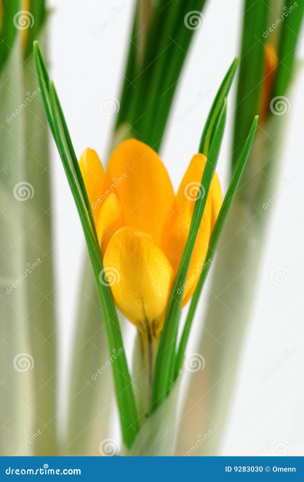 Crocus flower stock photo. Image of macro, elegance, crocus - 9283030
