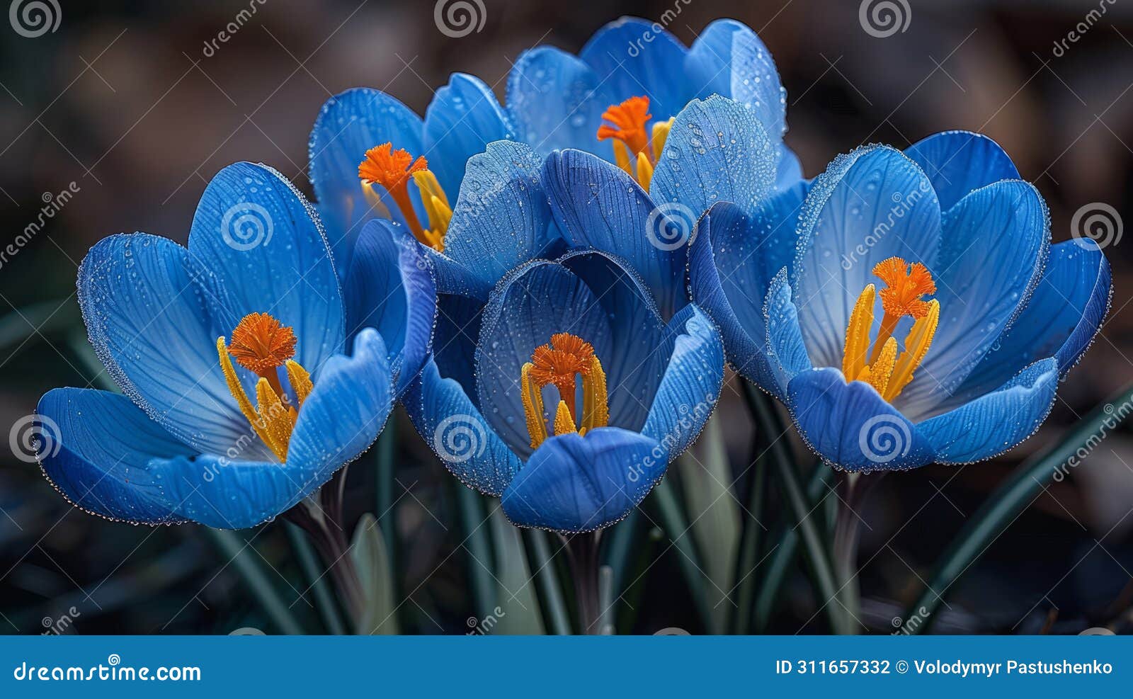 Crocus: Flower that is Both Beautiful and Fragile Stock Photo - Image ...