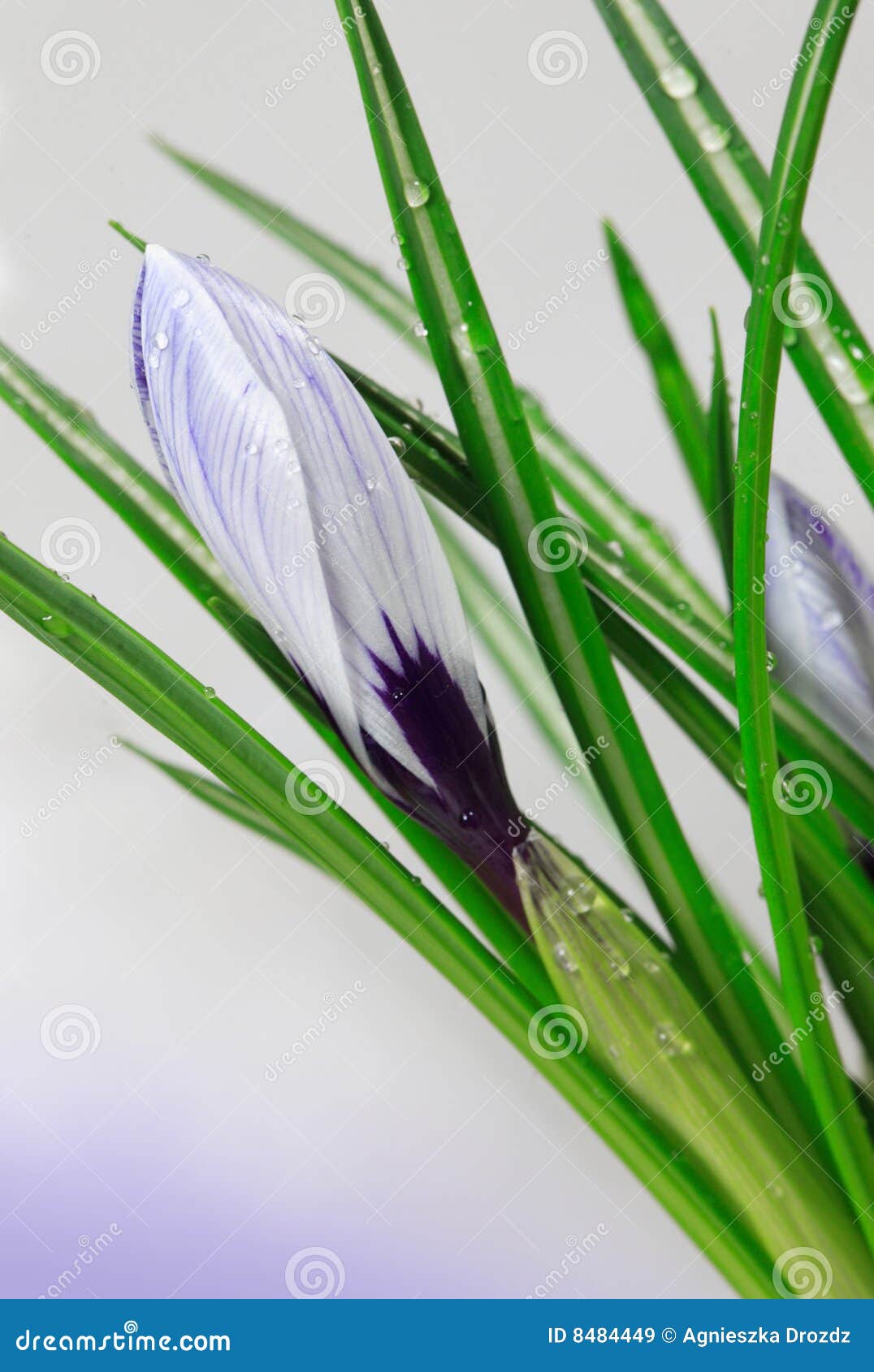 Crocus flower in bud stock image. Image of crocus, violet - 8484449