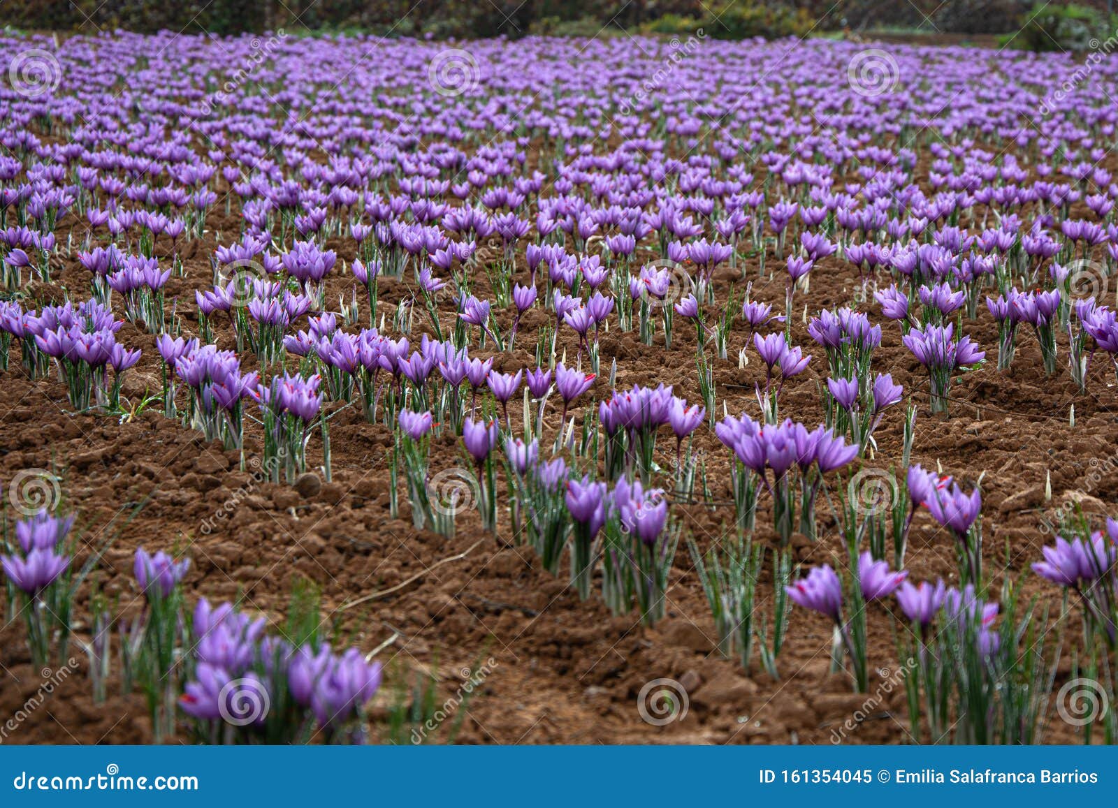 Crocus flower crop field stock image. Image of landscape - 161354045