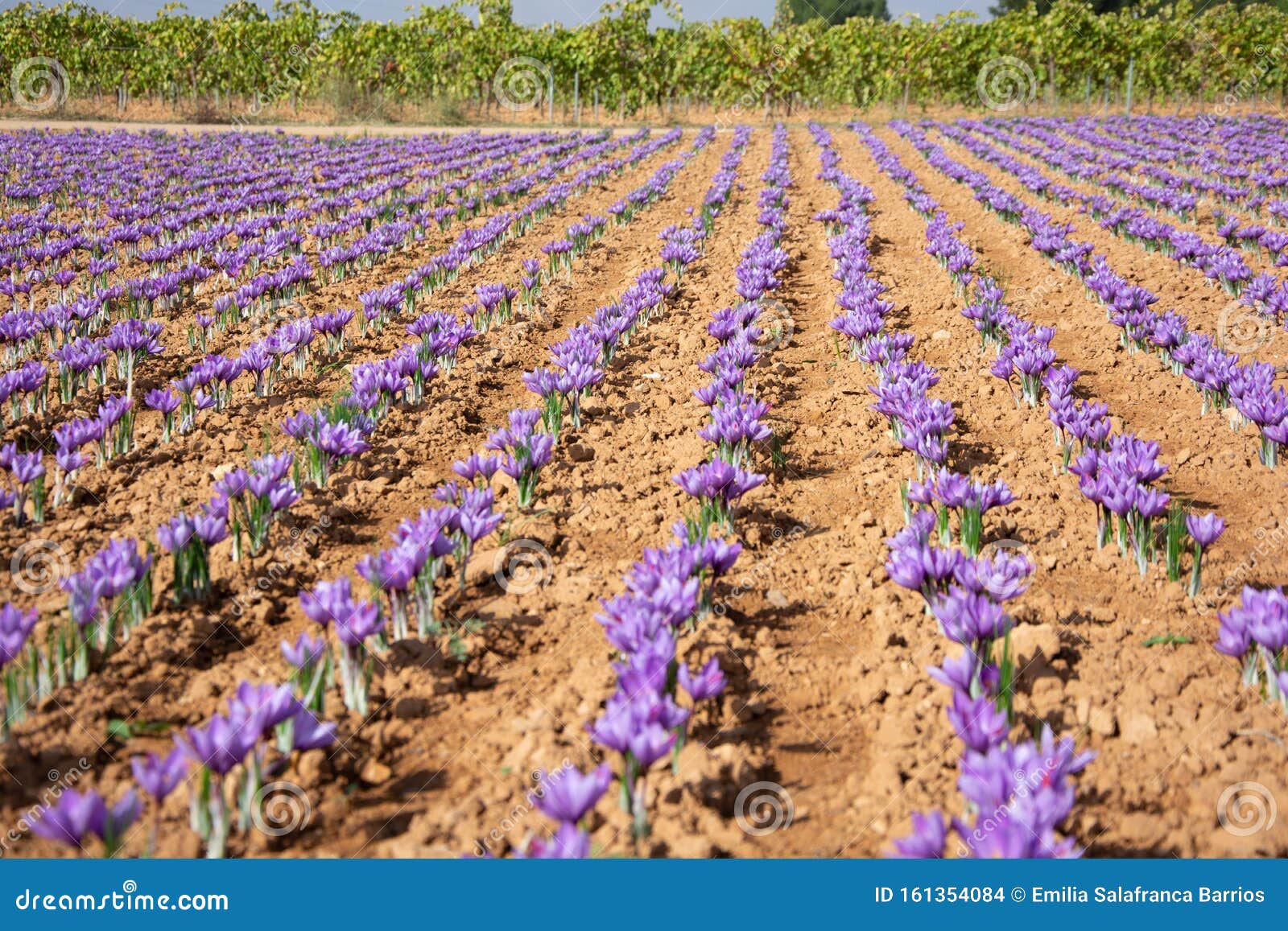 Crocus flower crop field stock photo. Image of blackboard - 161354084