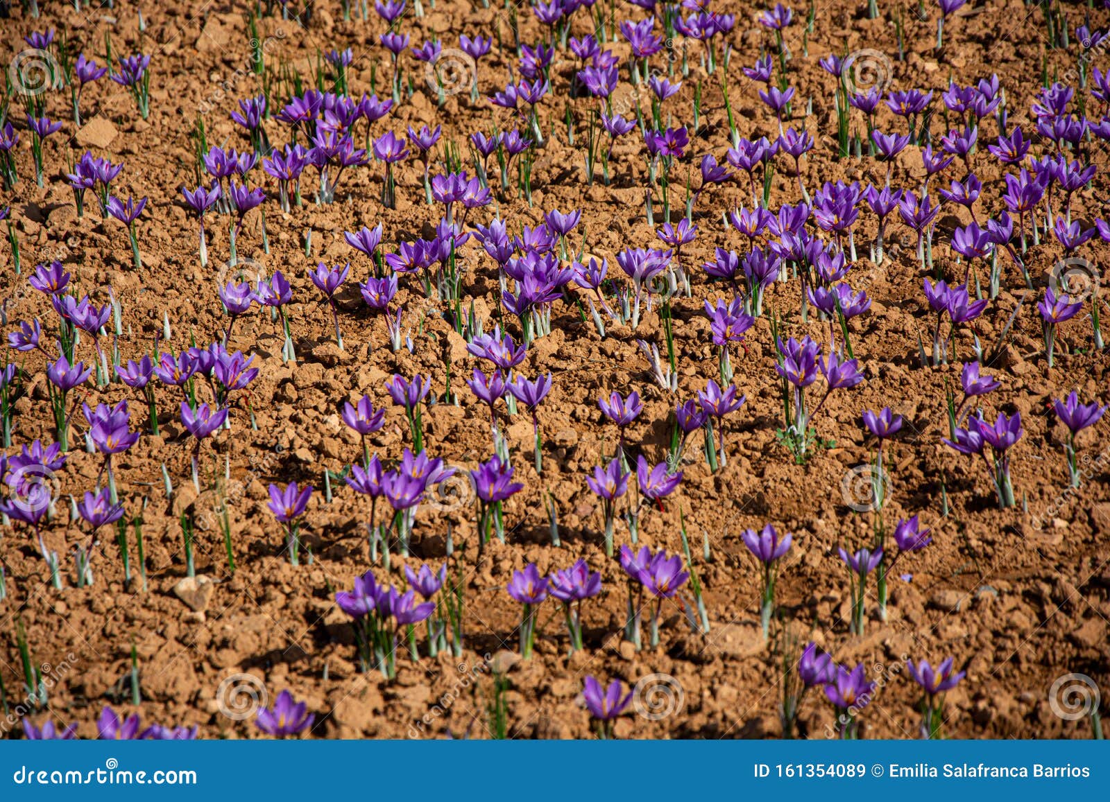 Crocus flower crop field stock image. Image of farmer - 161354089