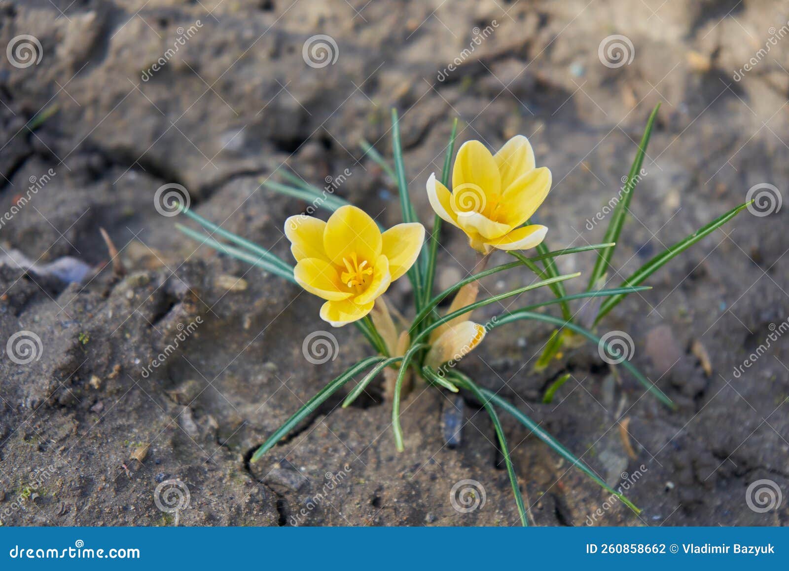 Crocus Flower on the Ground Blooms,sprouts Flowers on the Ground in ...