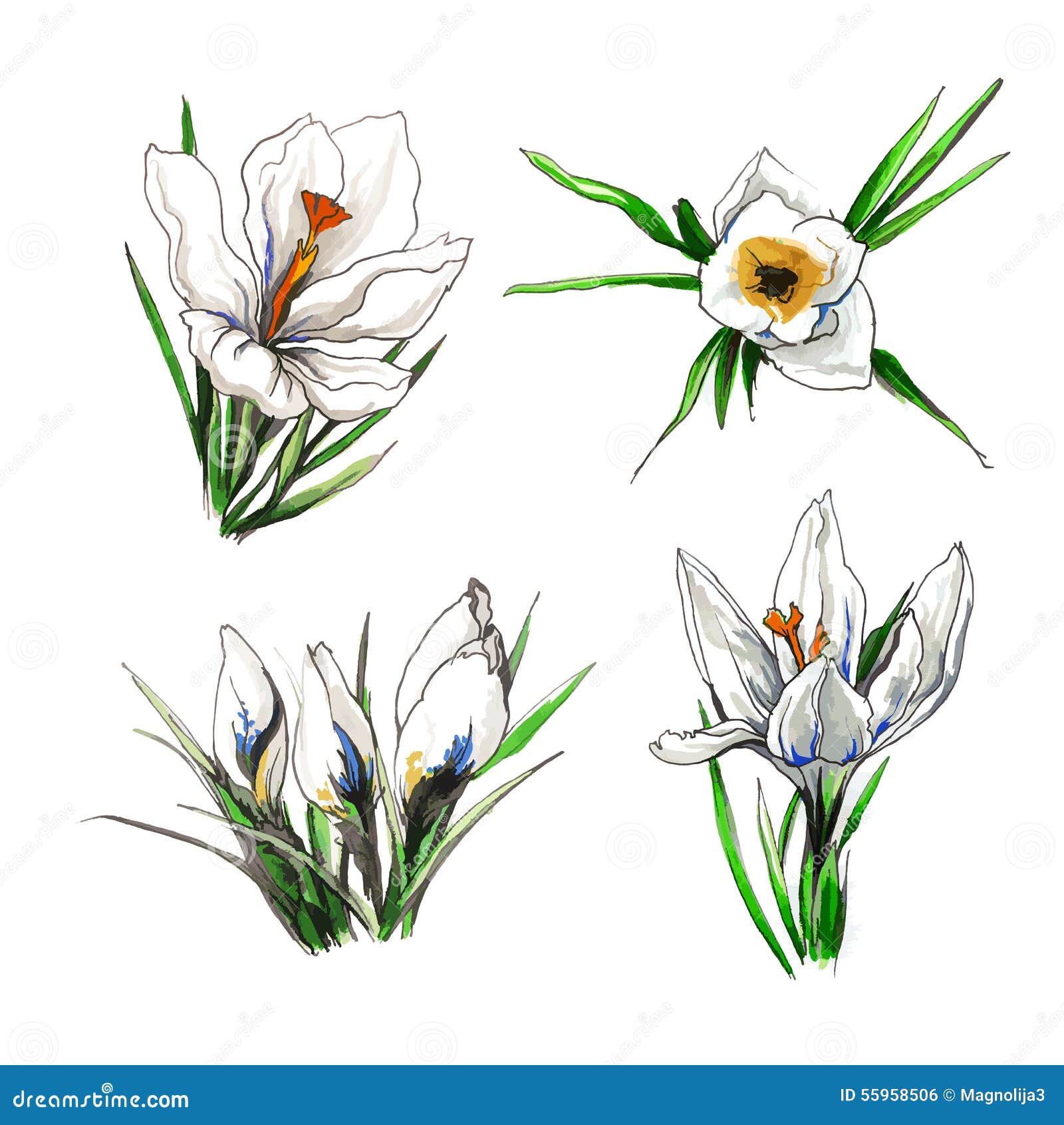 Crocus Flower Illustration Set Stock Vector - Illustration of ...