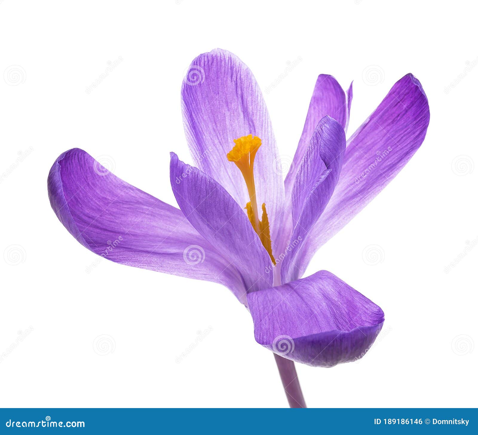 Crocus Flower Isolated on White Background, Fresh Spring Flowers Stock ...
