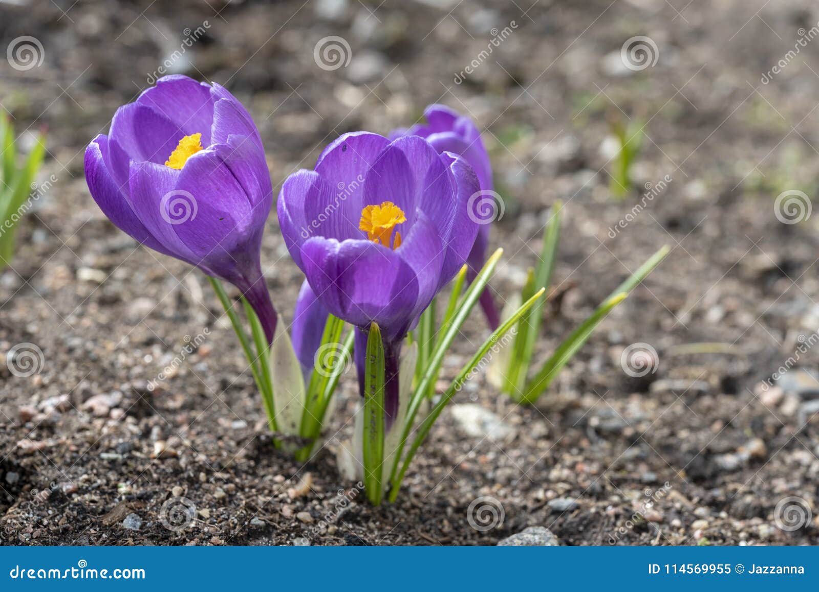 Crocus Flower in Macro in Spring Stock Image - Image of nature, crocus ...