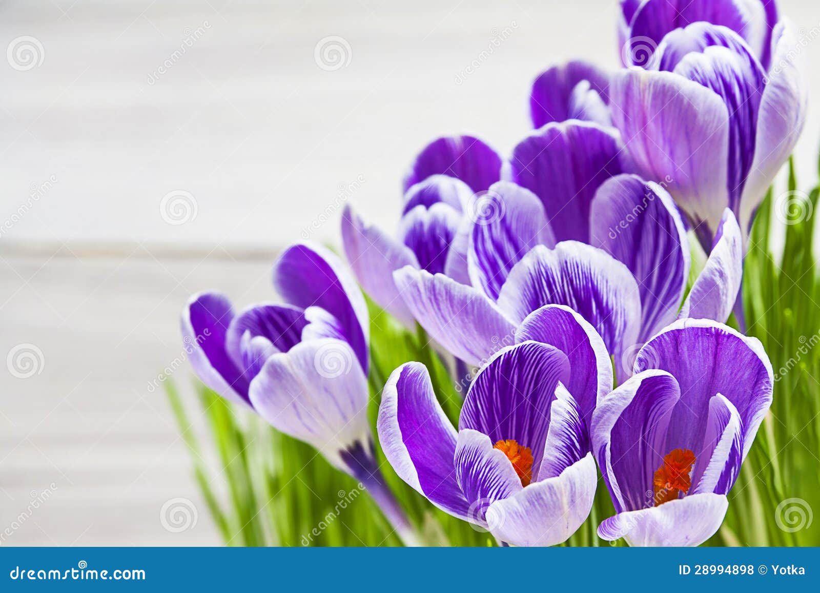 Crocus Flower Plant Floral Spring Crocuses Stock Photo - Image of fresh ...