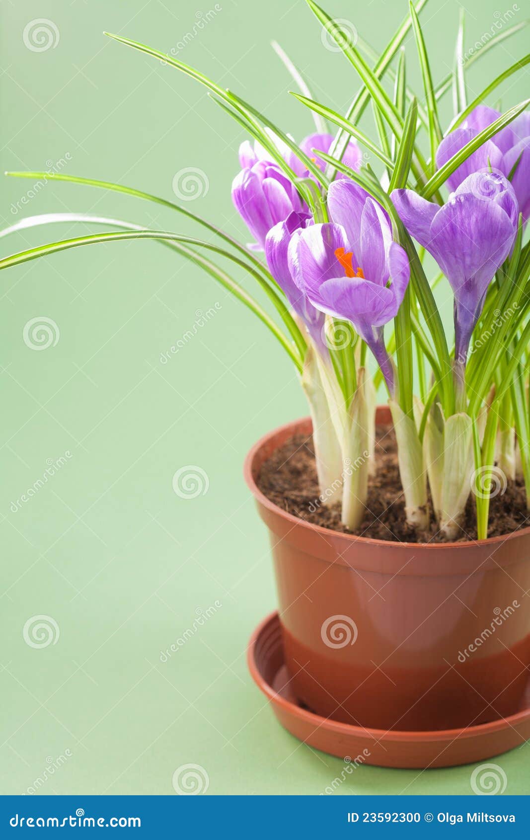 Crocus flower in pot stock photo. Image of bright, garden - 23592300