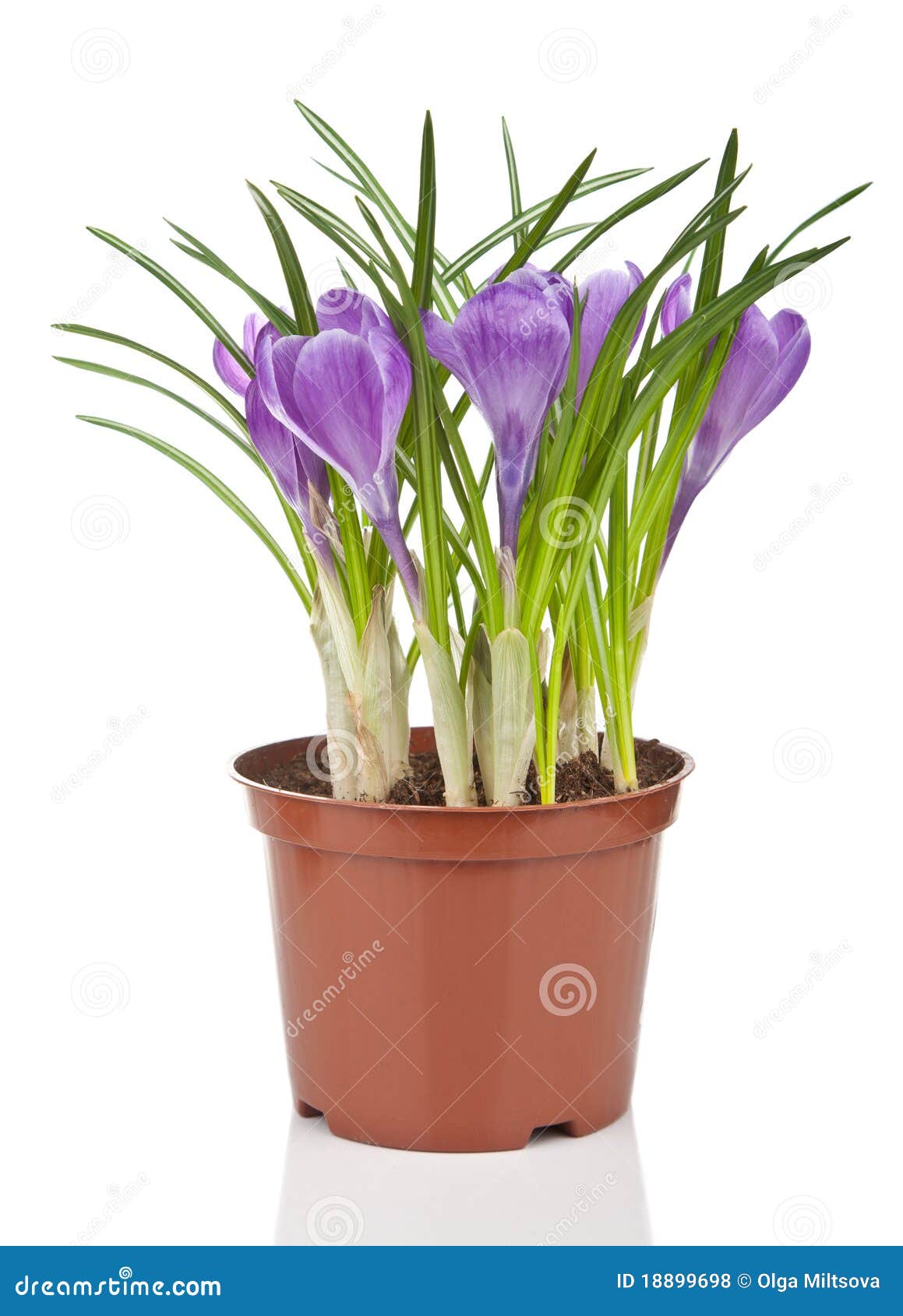 Crocus Flower in Pot Isolated Stock Photo - Image of environmental ...