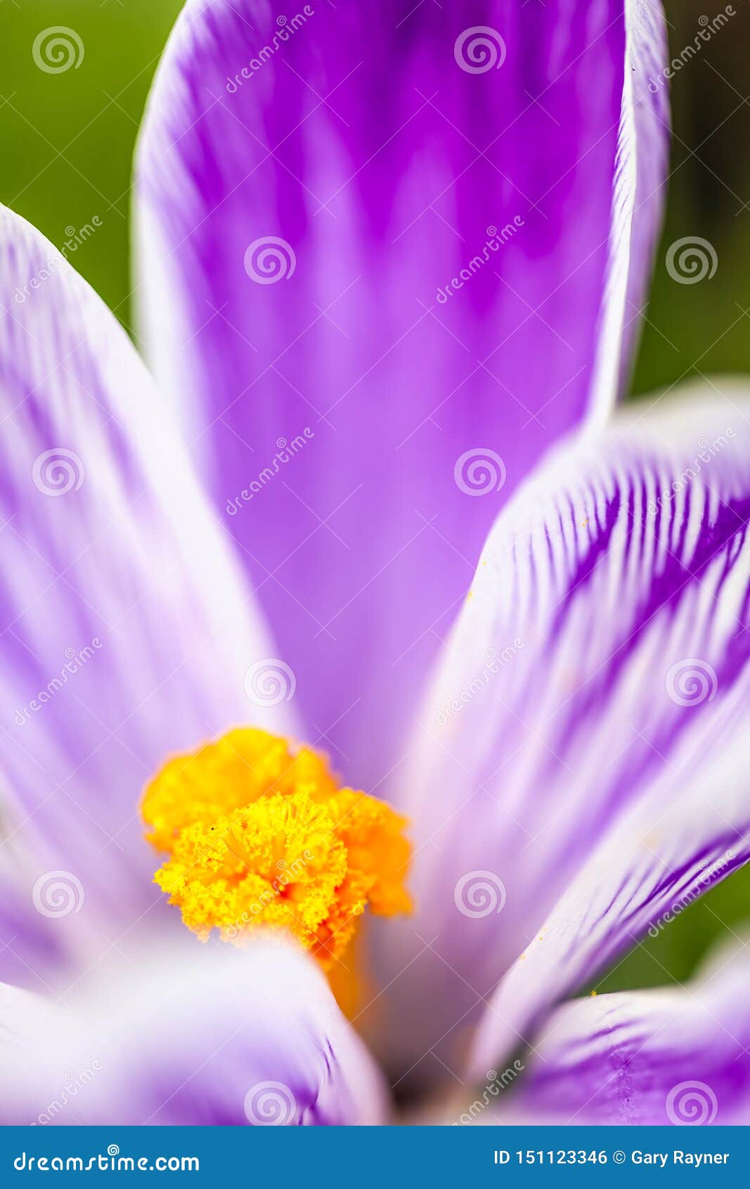 Crocus Flower stock photo. Image of seasonal, botanical - 151123346