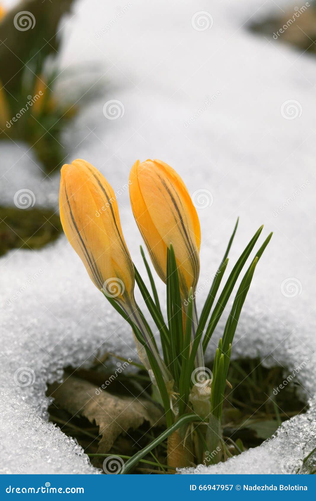 Crocus flower in the snow stock image. Image of closeup - 66947957
