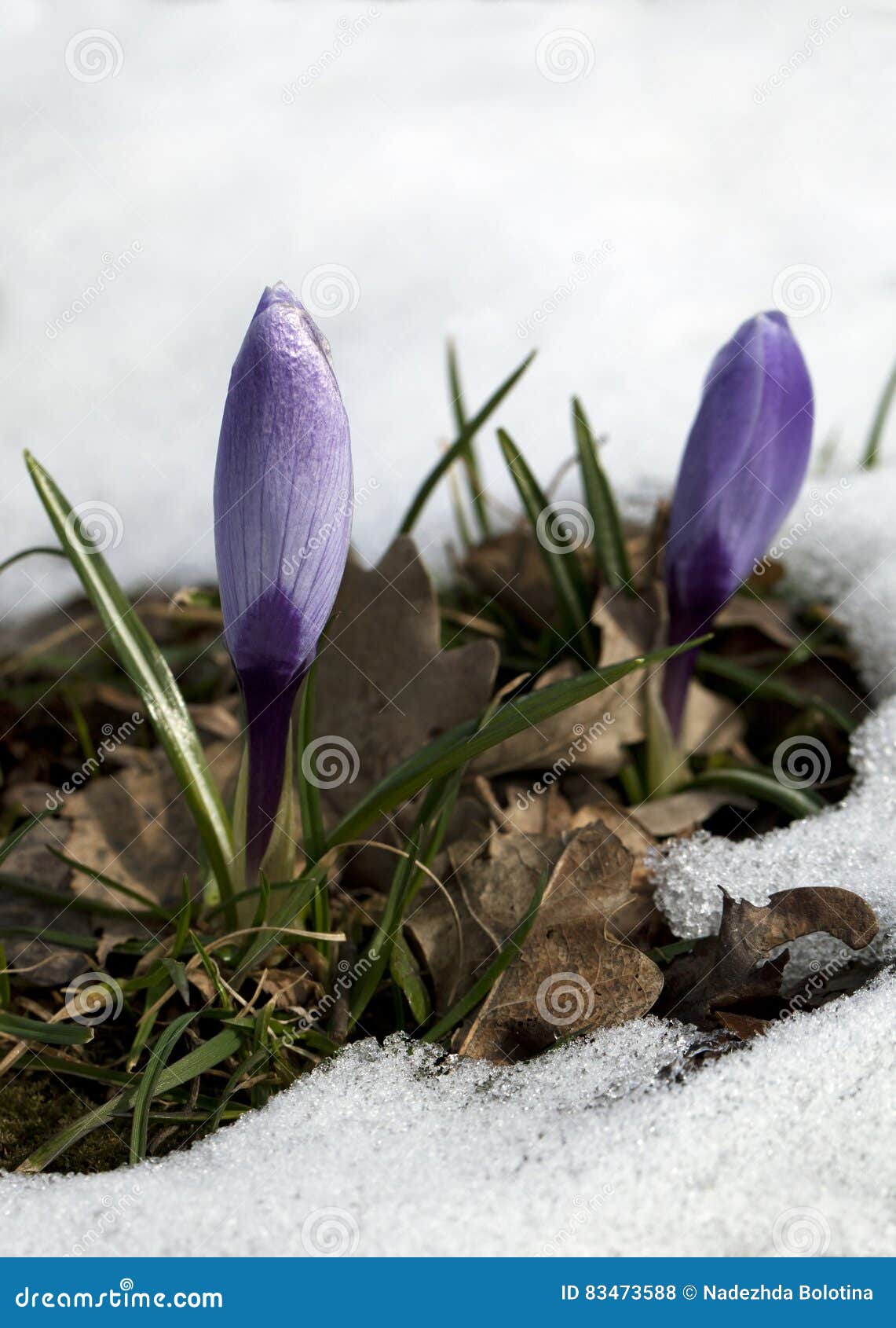Crocus flower in the snow stock photo. Image of purple - 83473588