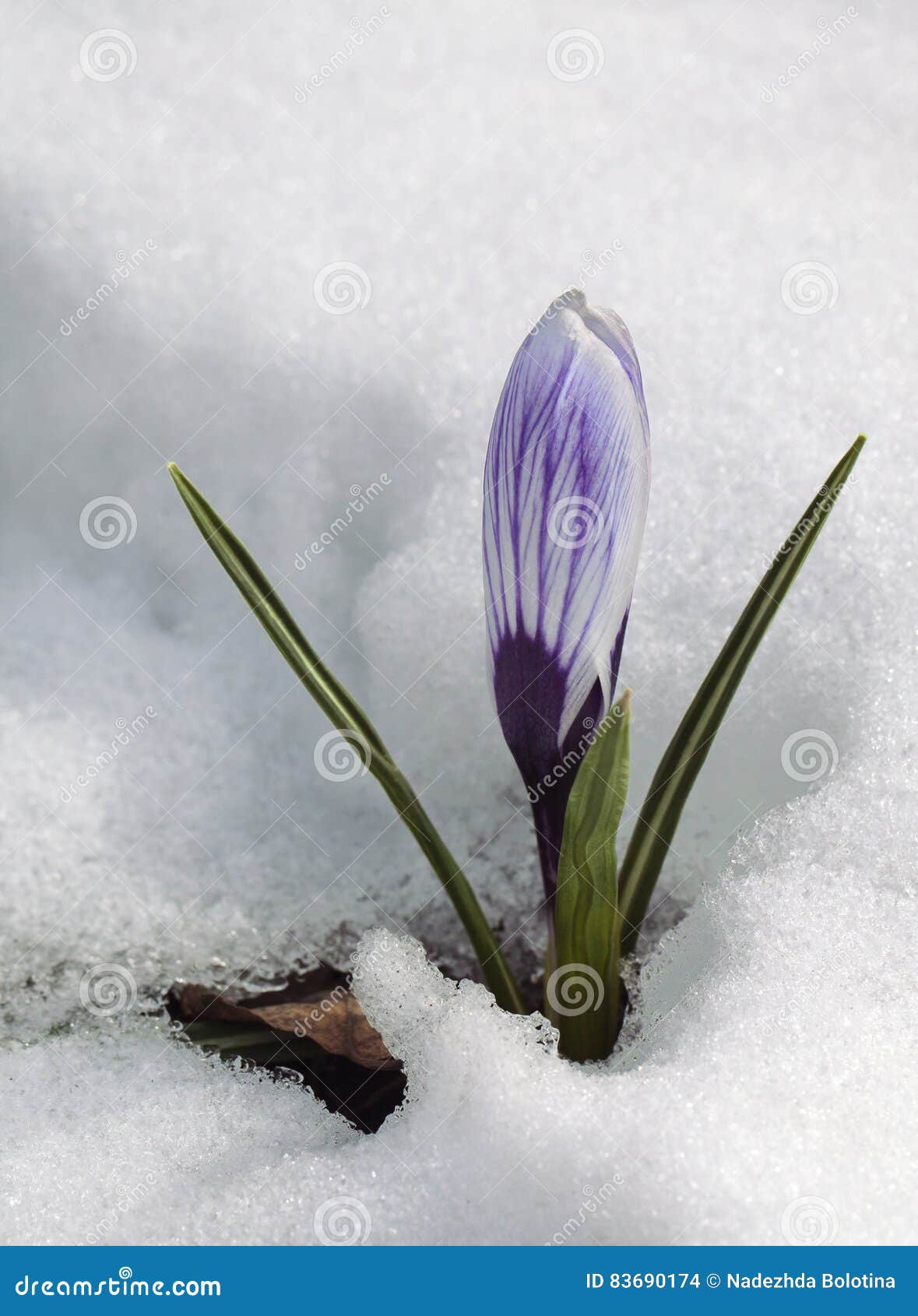 Crocus flower in the snow stock photo. Image of march - 83690174