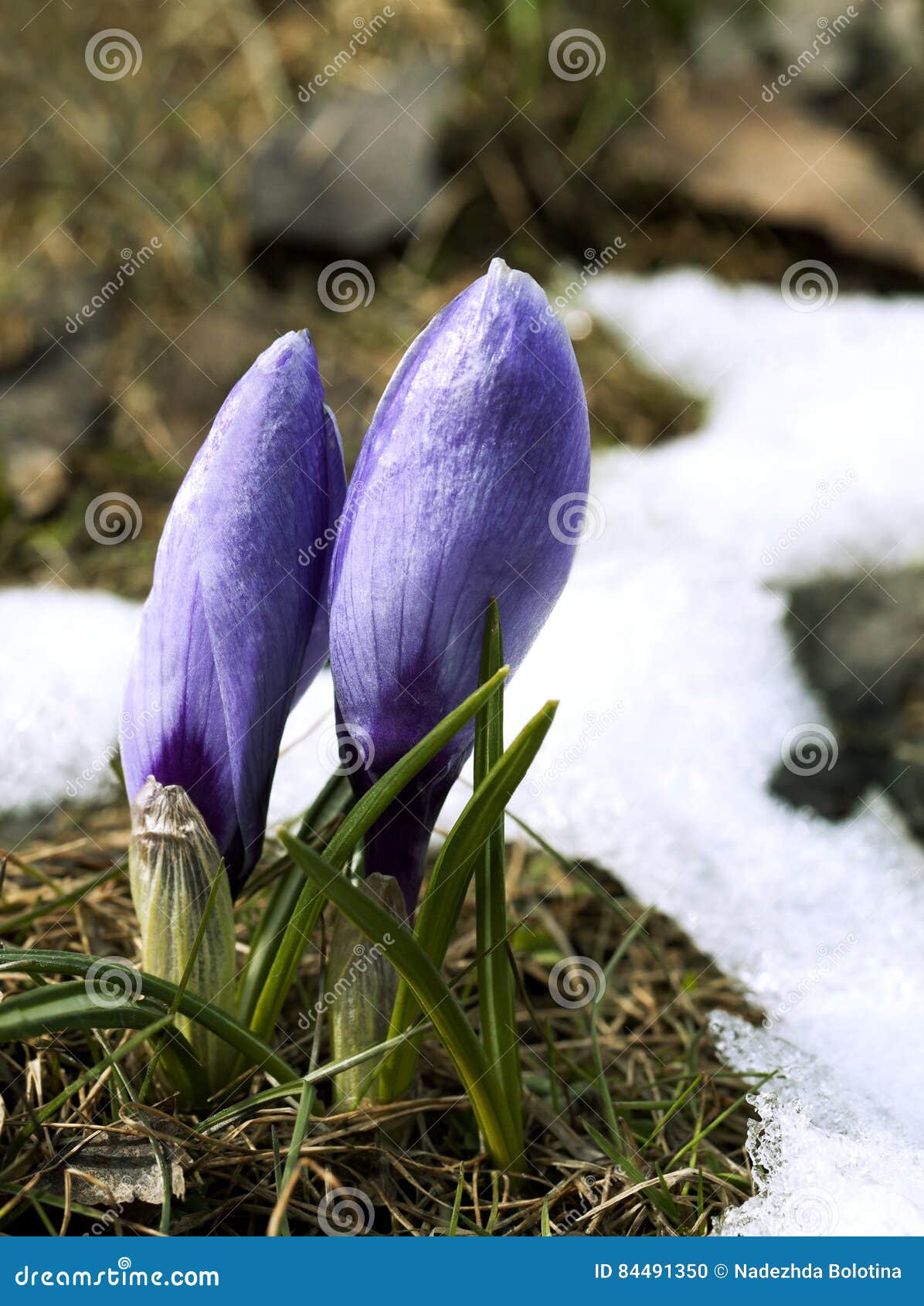 Crocus flower in the snow stock photo. Image of natural - 84491350