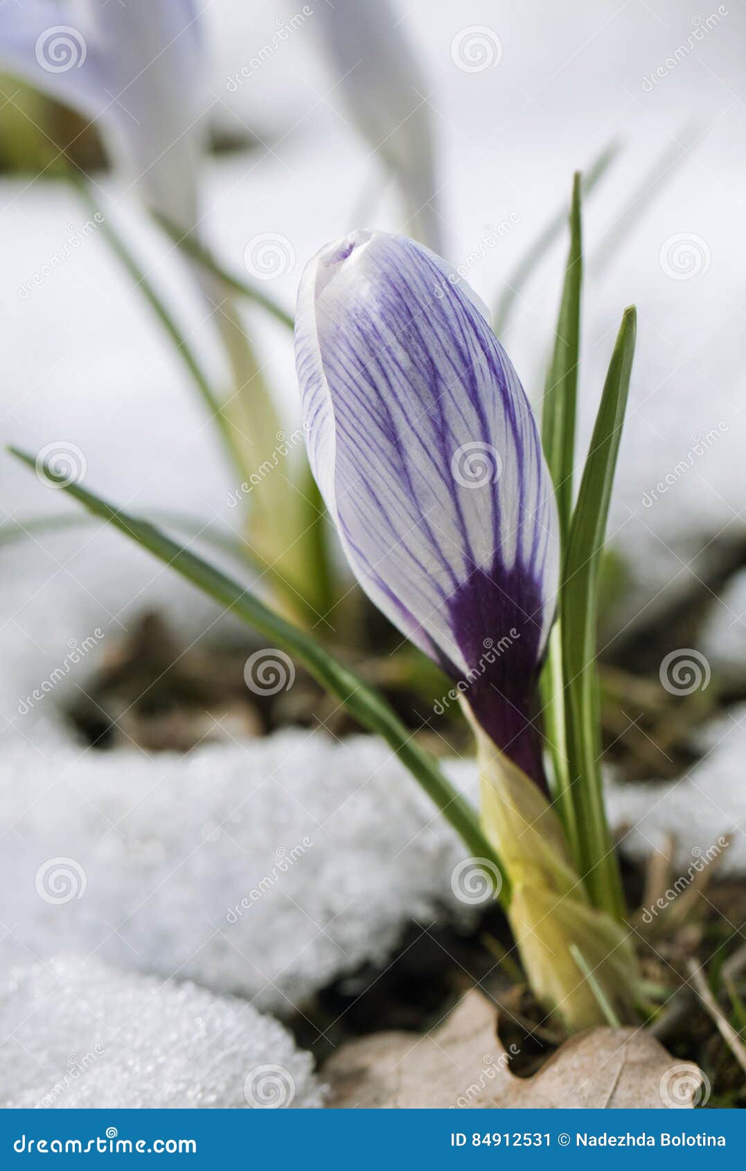 Crocus flower in the snow stock image. Image of nature - 84912531