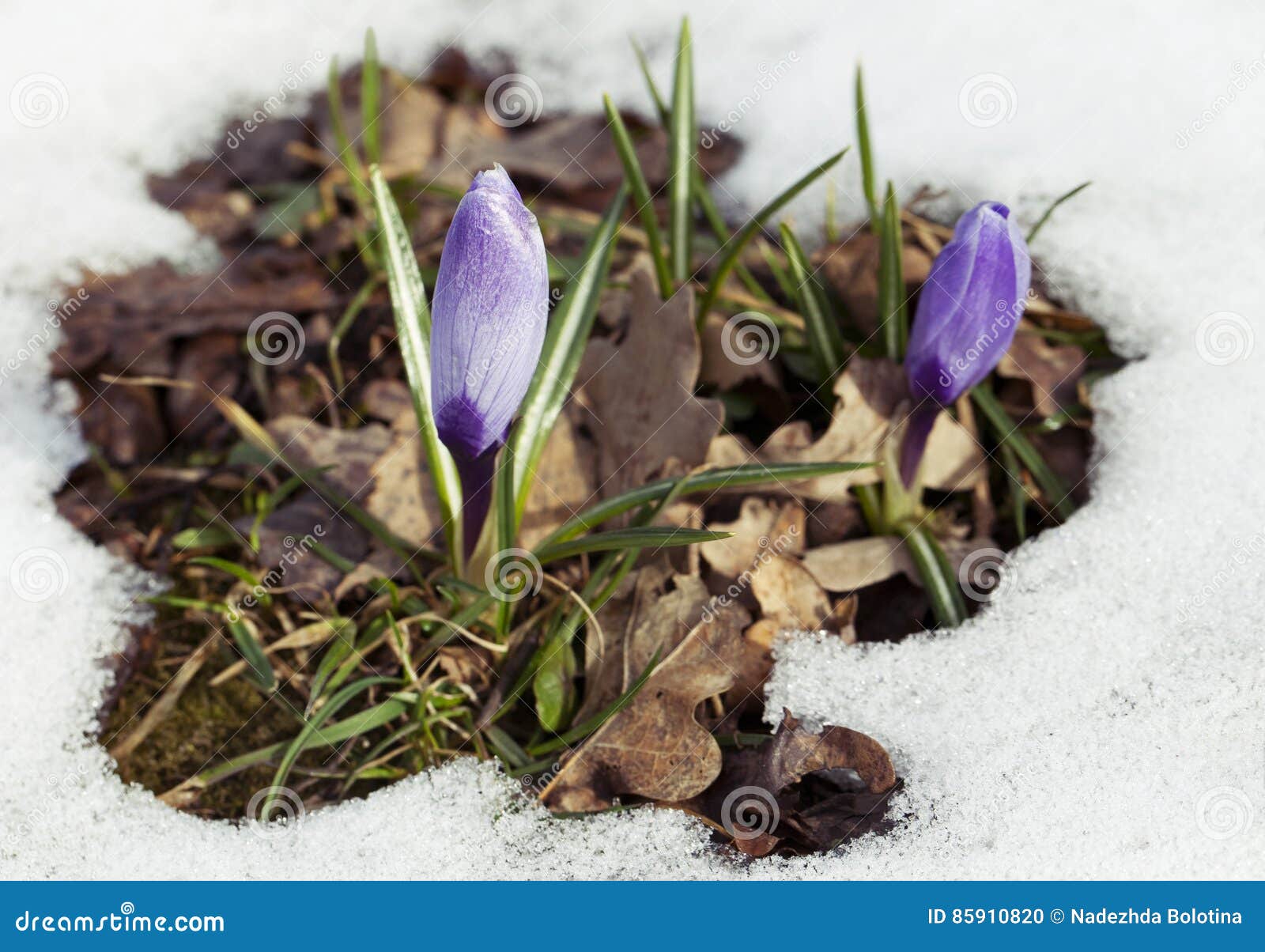 Crocus flower in the snow stock photo. Image of outdoor - 85910820