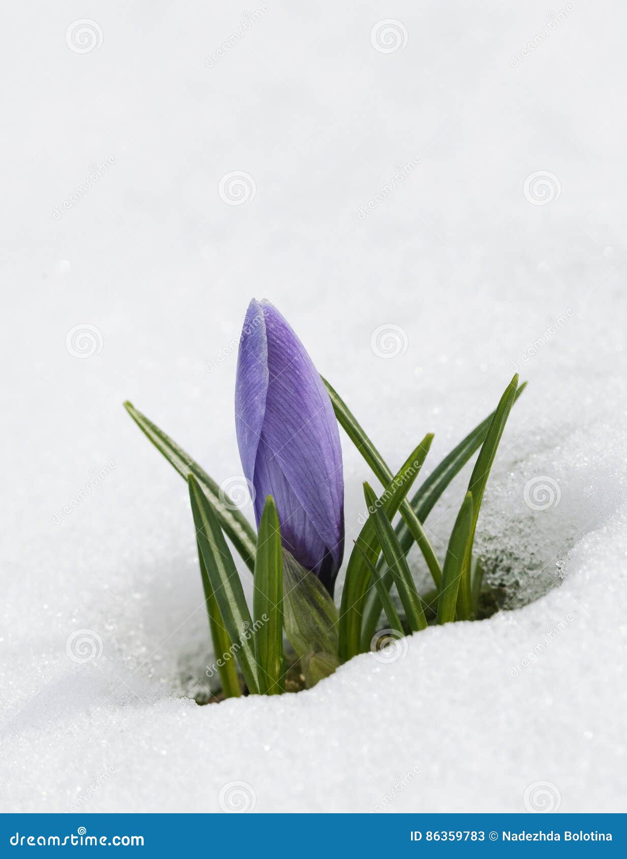 Crocus flower in the snow stock image. Image of bloom - 86359783