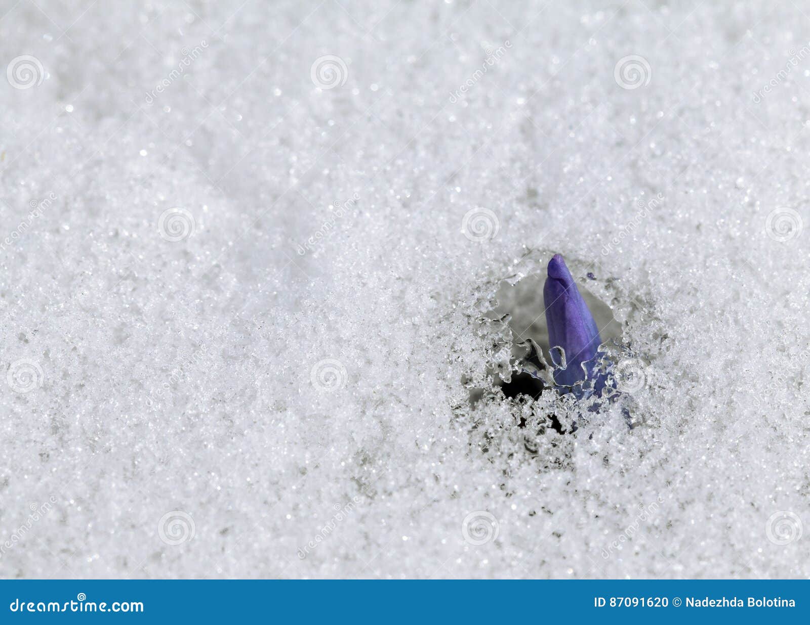Crocus flower in the snow stock photo. Image of march - 87091620