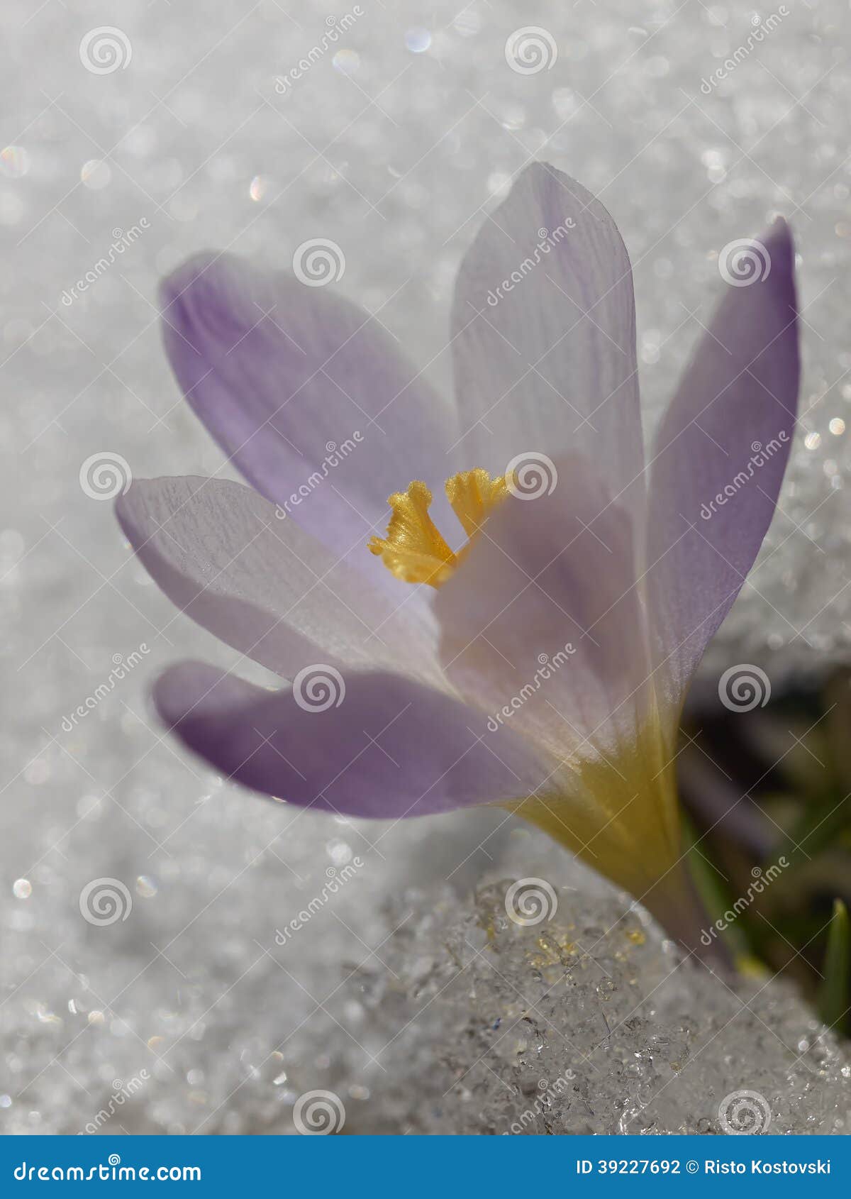 Crocus flower in snow stock photo. Image of floral, closeup - 39227692