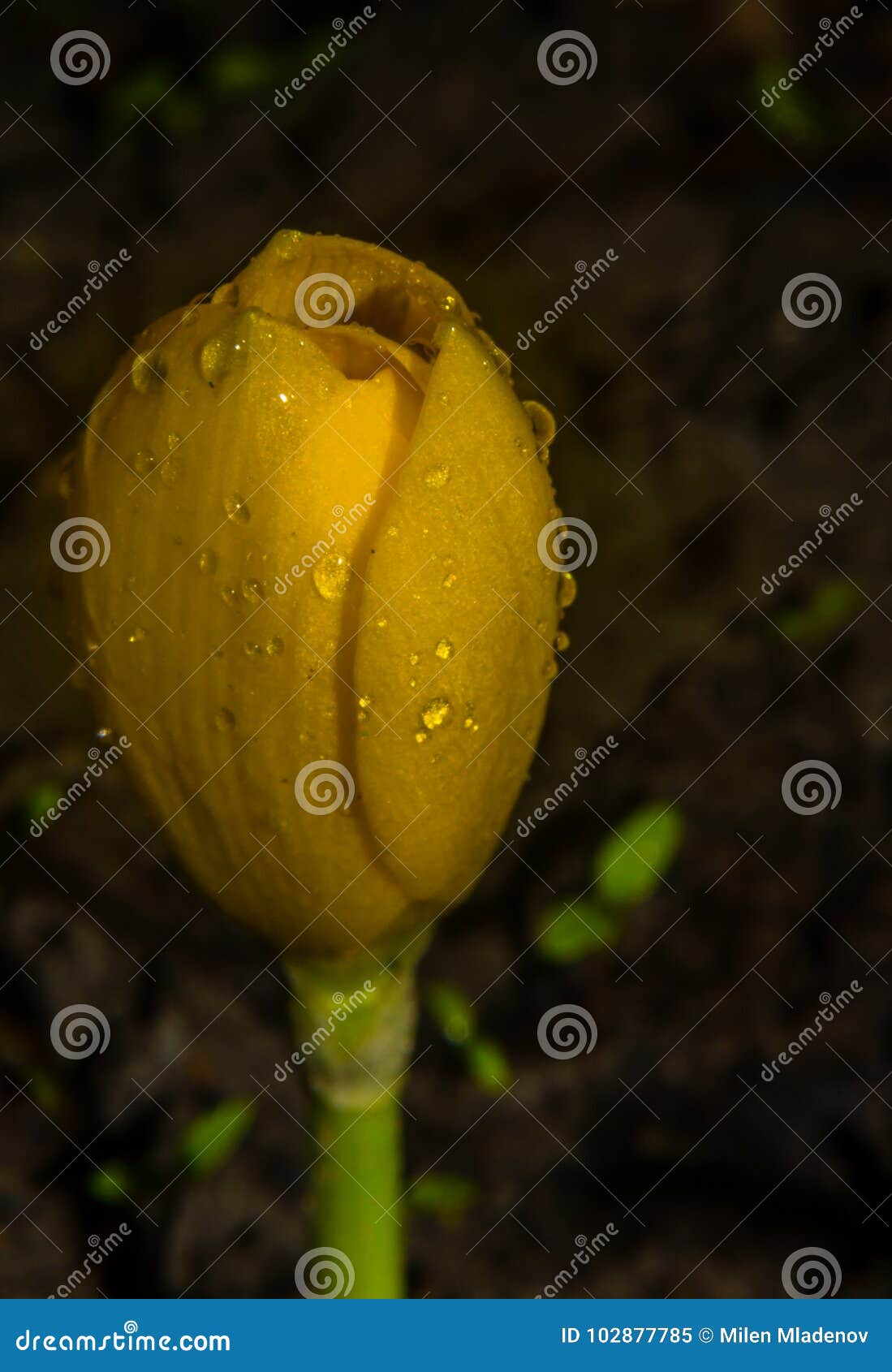 Crocus flavus 20 stock image. Image of flavus, valchedrym - 102877785