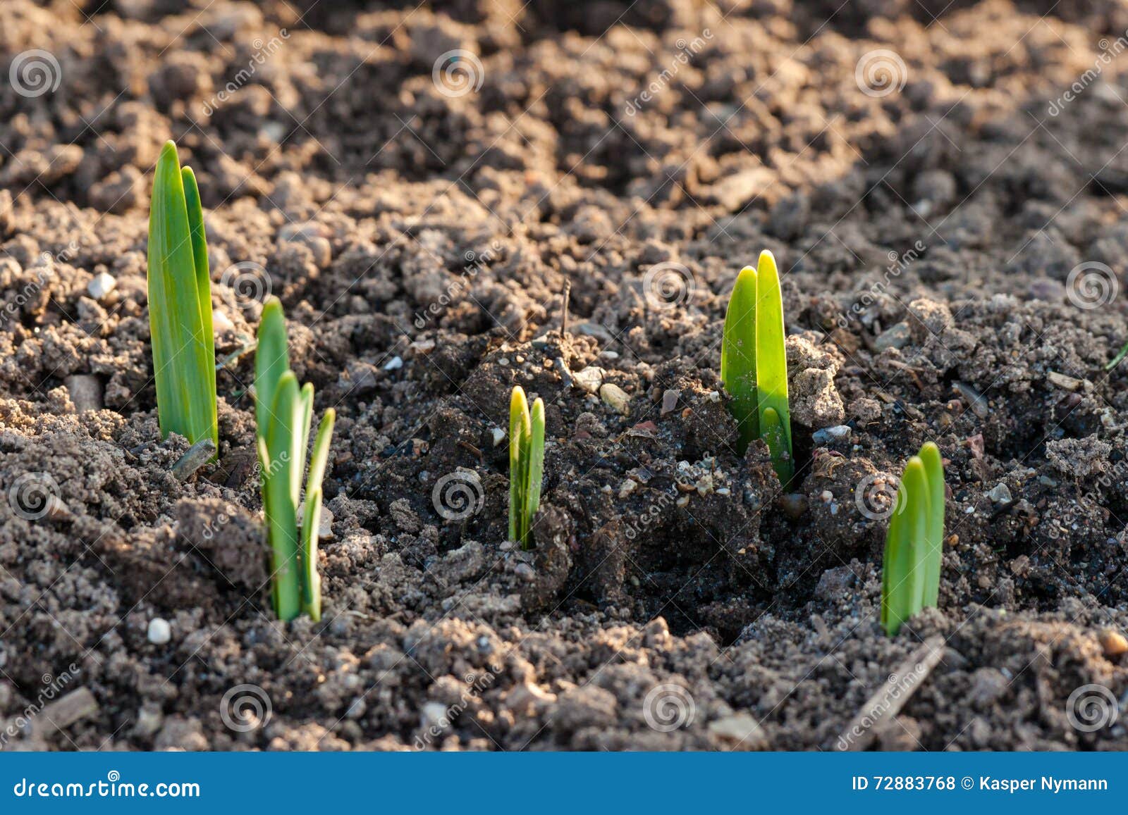 Crocus Flower Sprouts in the Springtime Stock Photo - Image of beauty ...