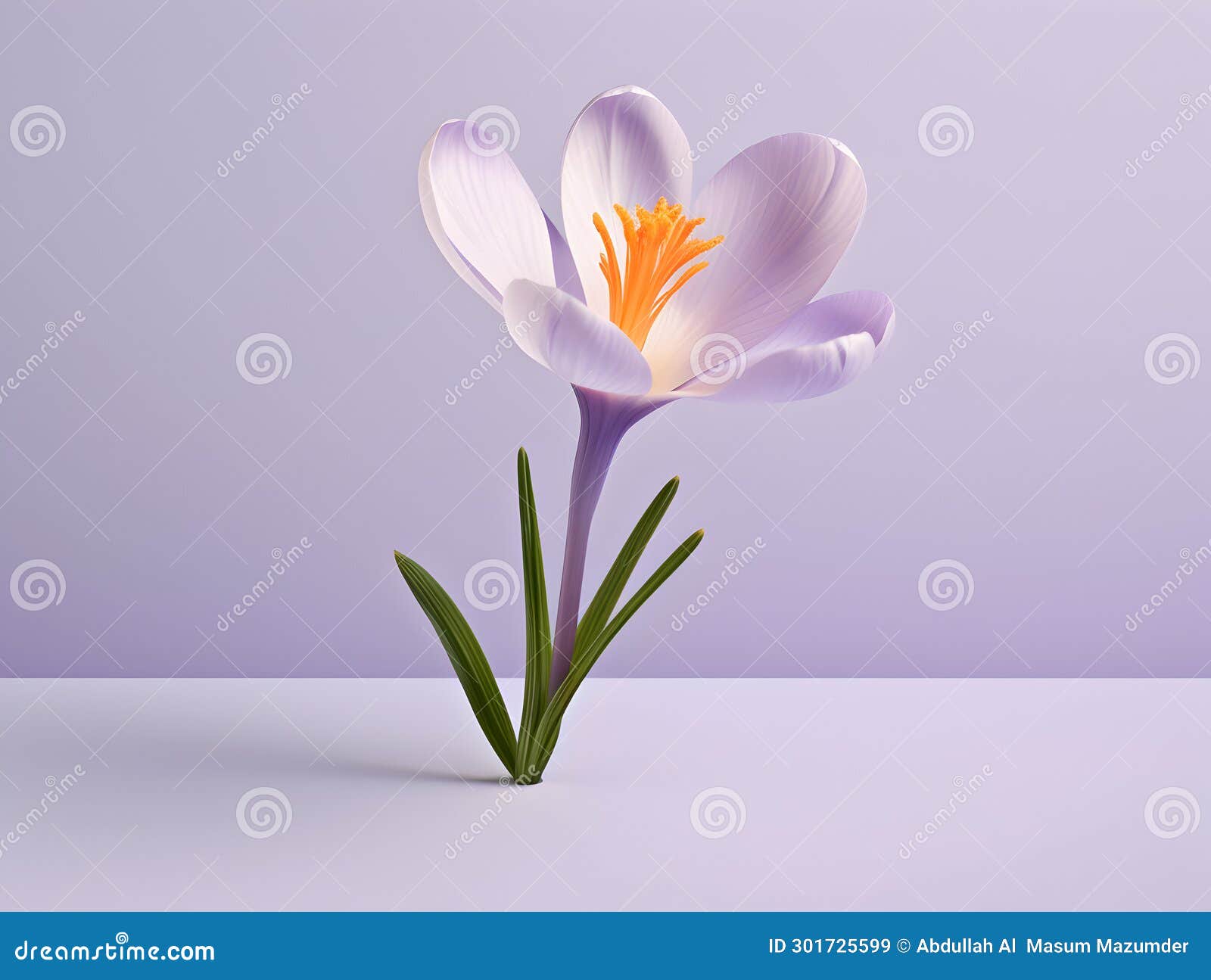 Crocus Flower in Studio Background, Single Crocus Flower, Beautiful ...