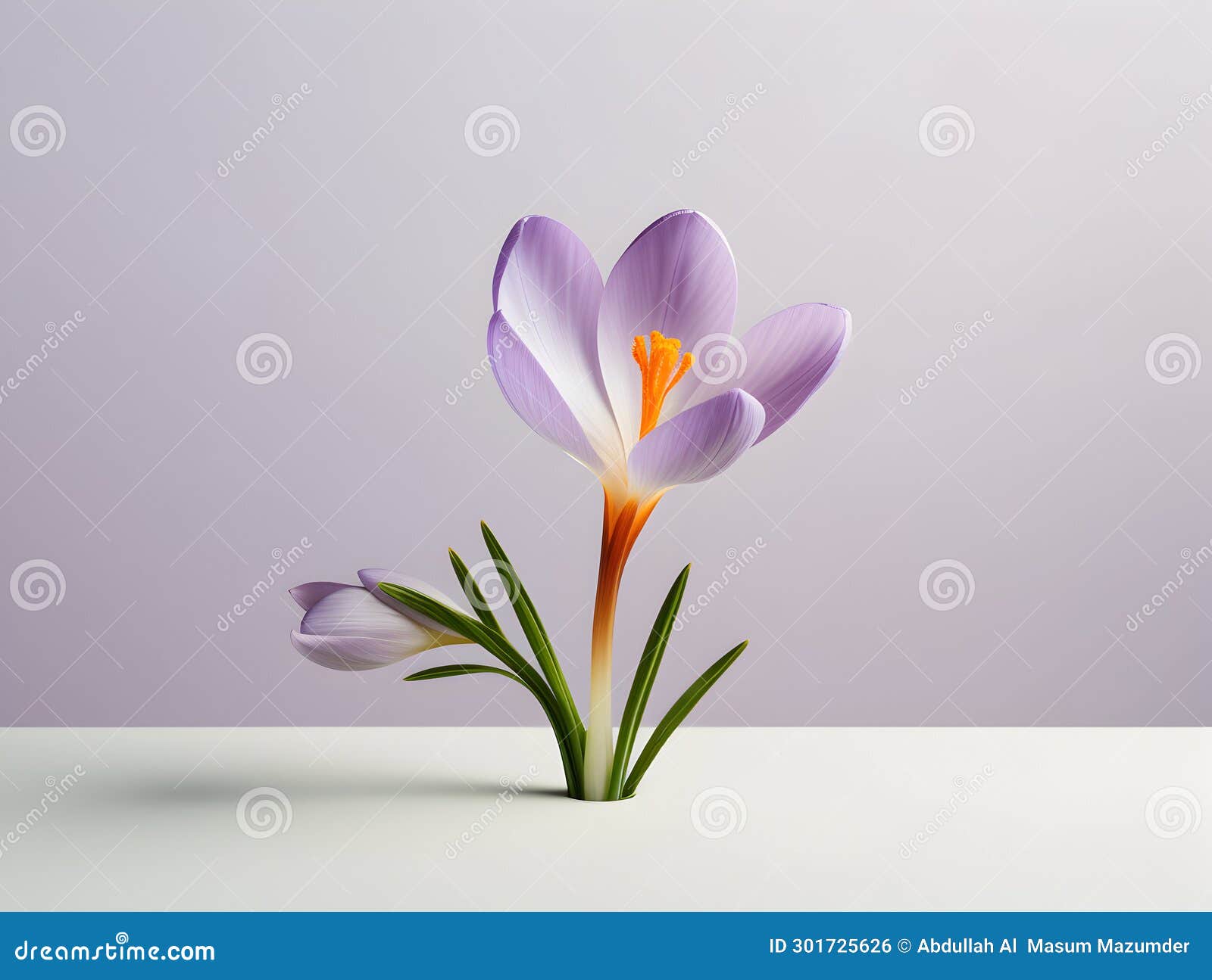 Crocus Flower in Studio Background, Single Crocus Flower, Beautiful ...