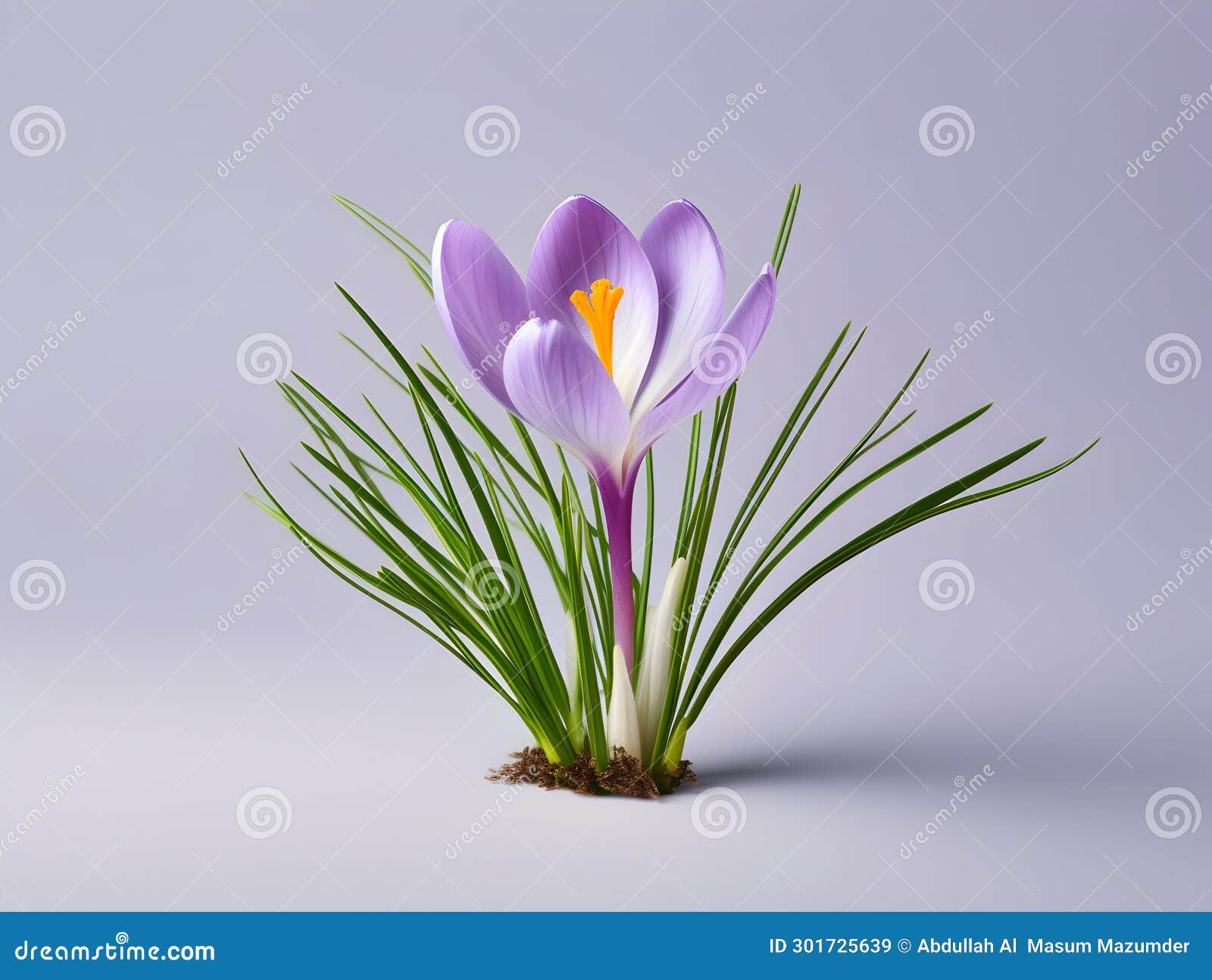 Crocus Flower in Studio Background, Single Crocus Flower, Beautiful ...