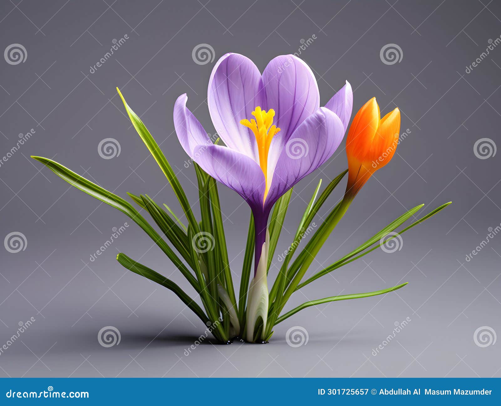 Crocus Flower in Studio Background, Single Crocus Flower, Beautiful ...