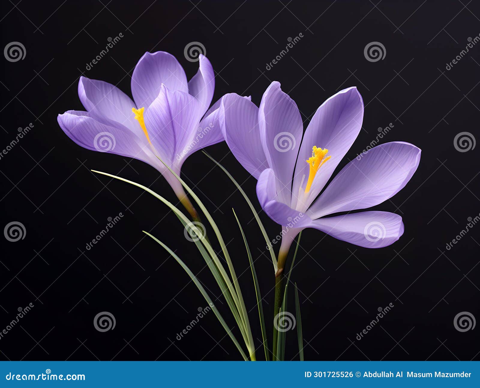 Crocus Flower in Studio Background, Single Crocus Flower, Beautiful ...