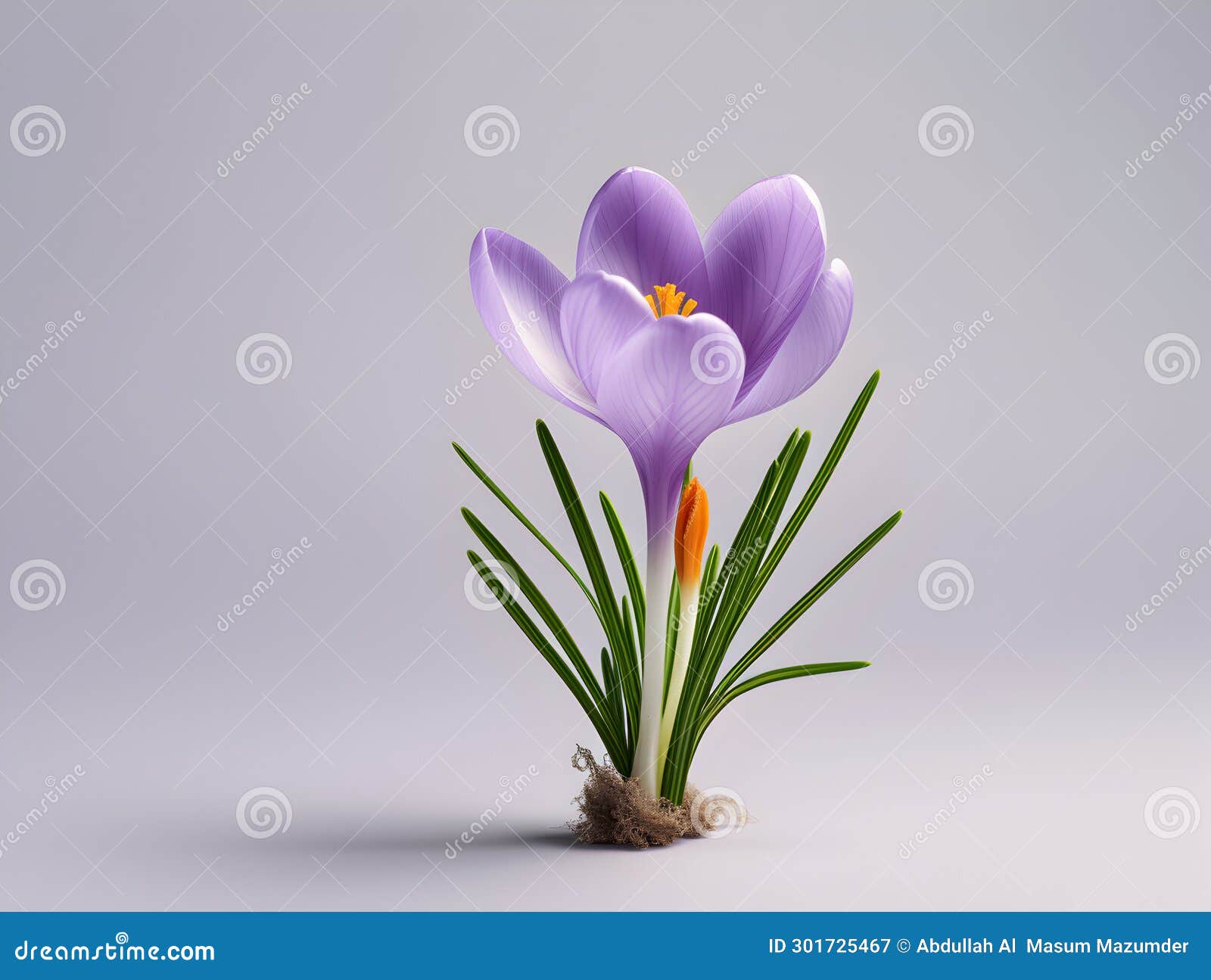 Crocus Flower in Studio Background, Single Crocus Flower, Beautiful ...