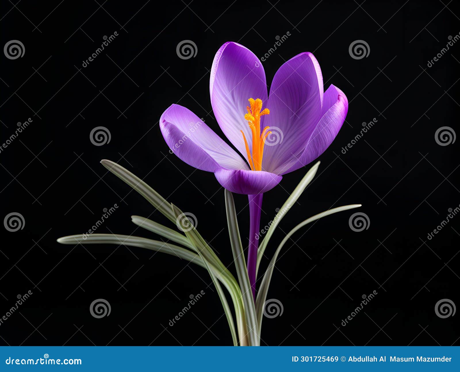 Crocus Flower in Studio Background, Single Crocus Flower, Beautiful ...