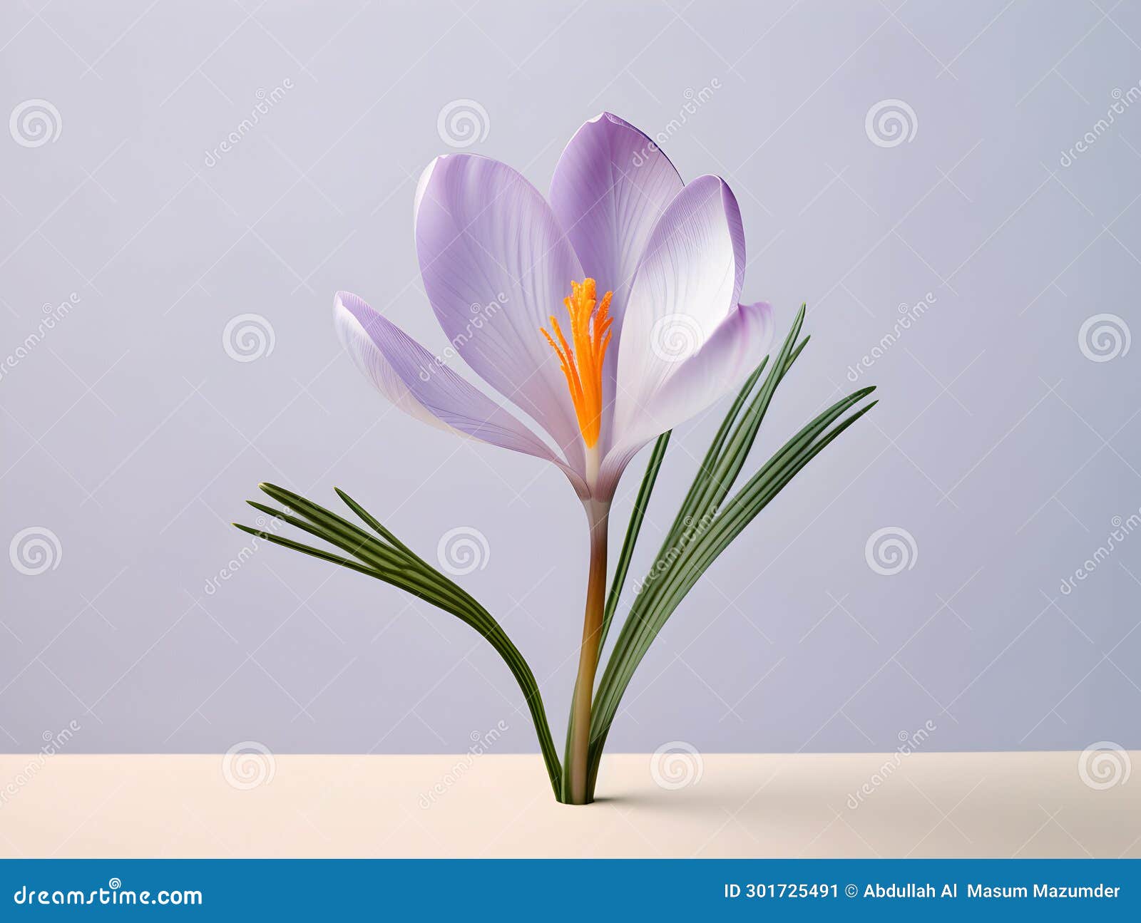 Crocus Flower in Studio Background, Single Crocus Flower, Beautiful ...
